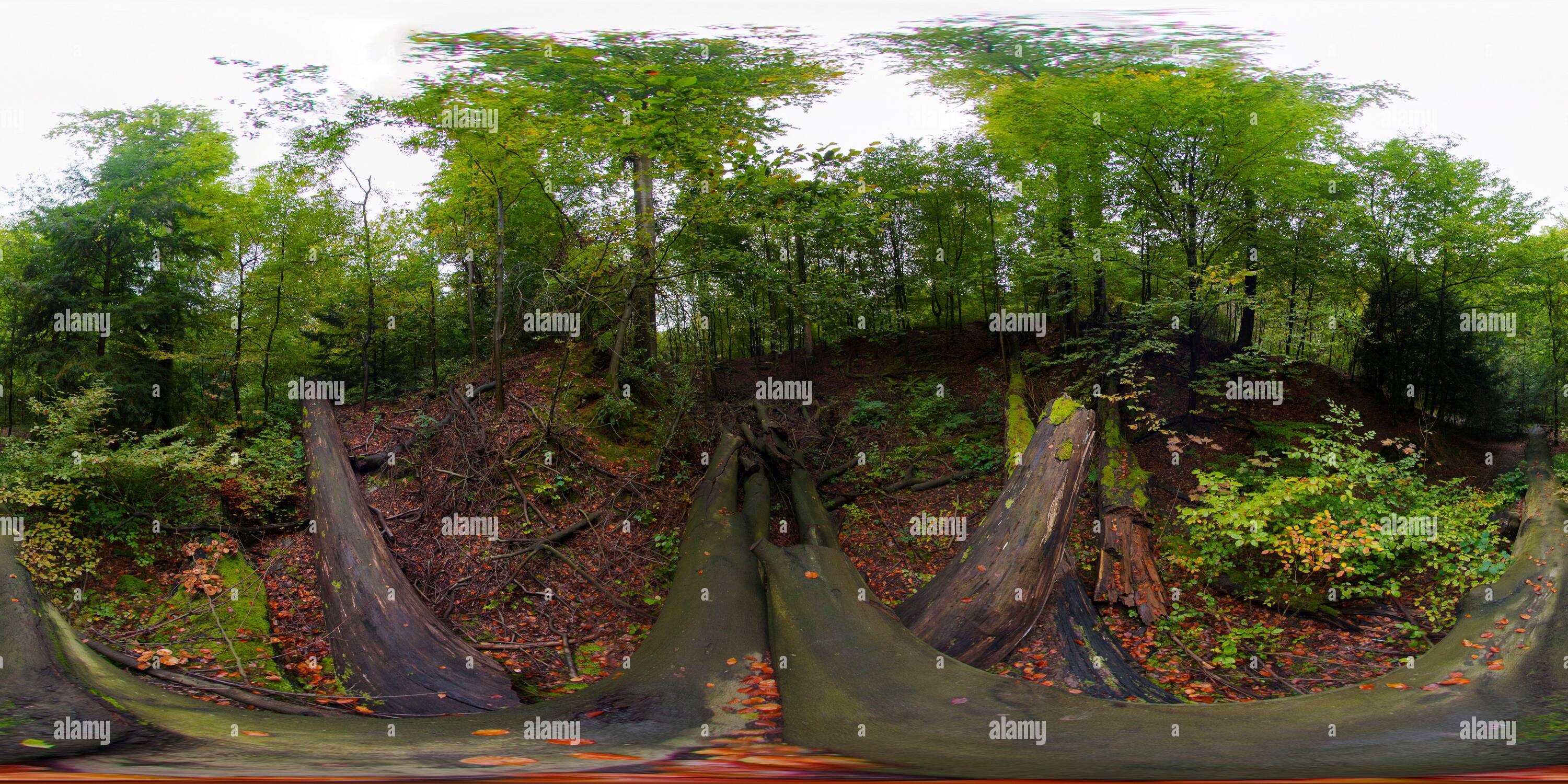 360° view of fallen trees in Wildpark Duesseldorf, NRW, Germany - Alamy