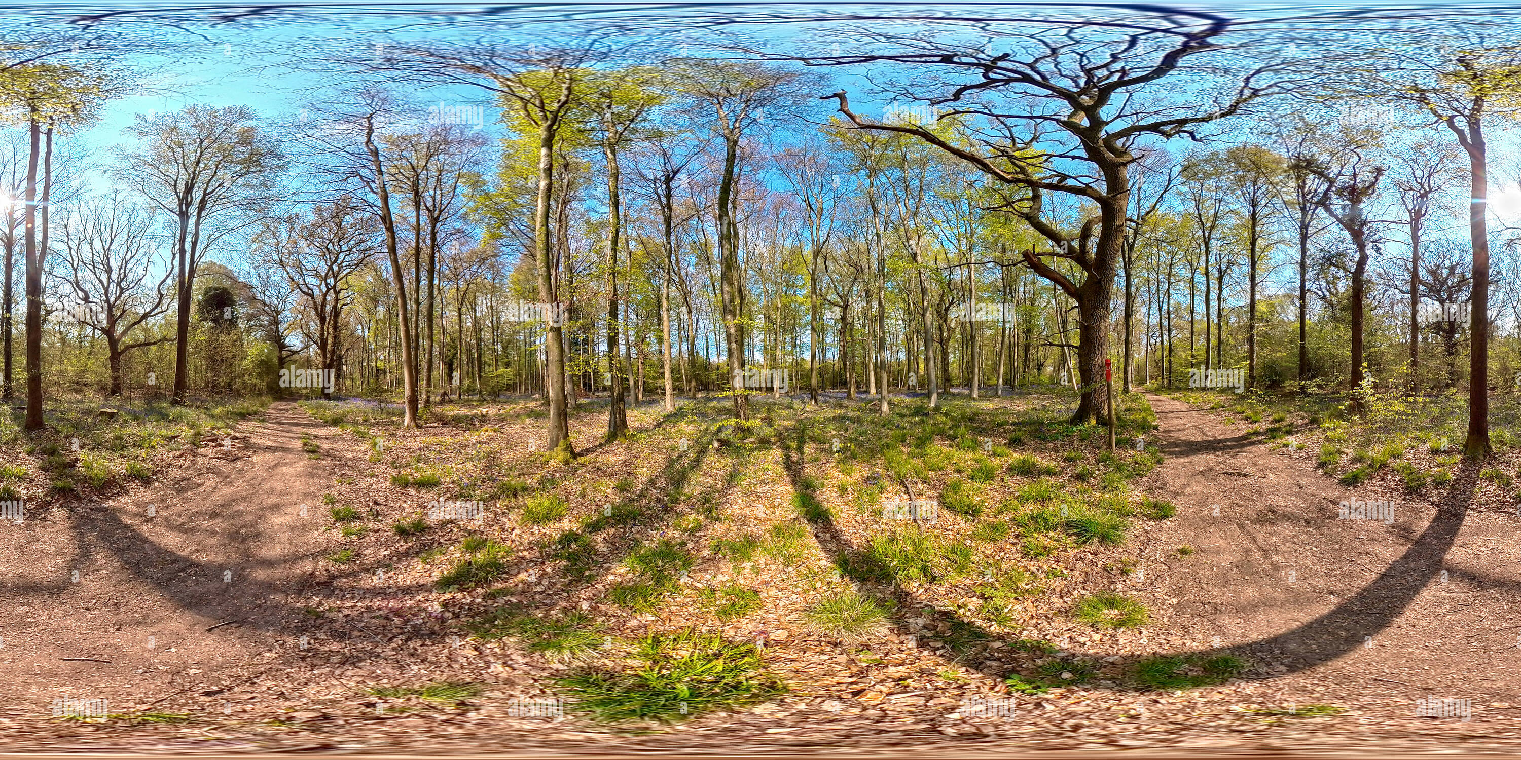 360° view of Footpath through West Wood in Farley Mount Hampshire, UK ...