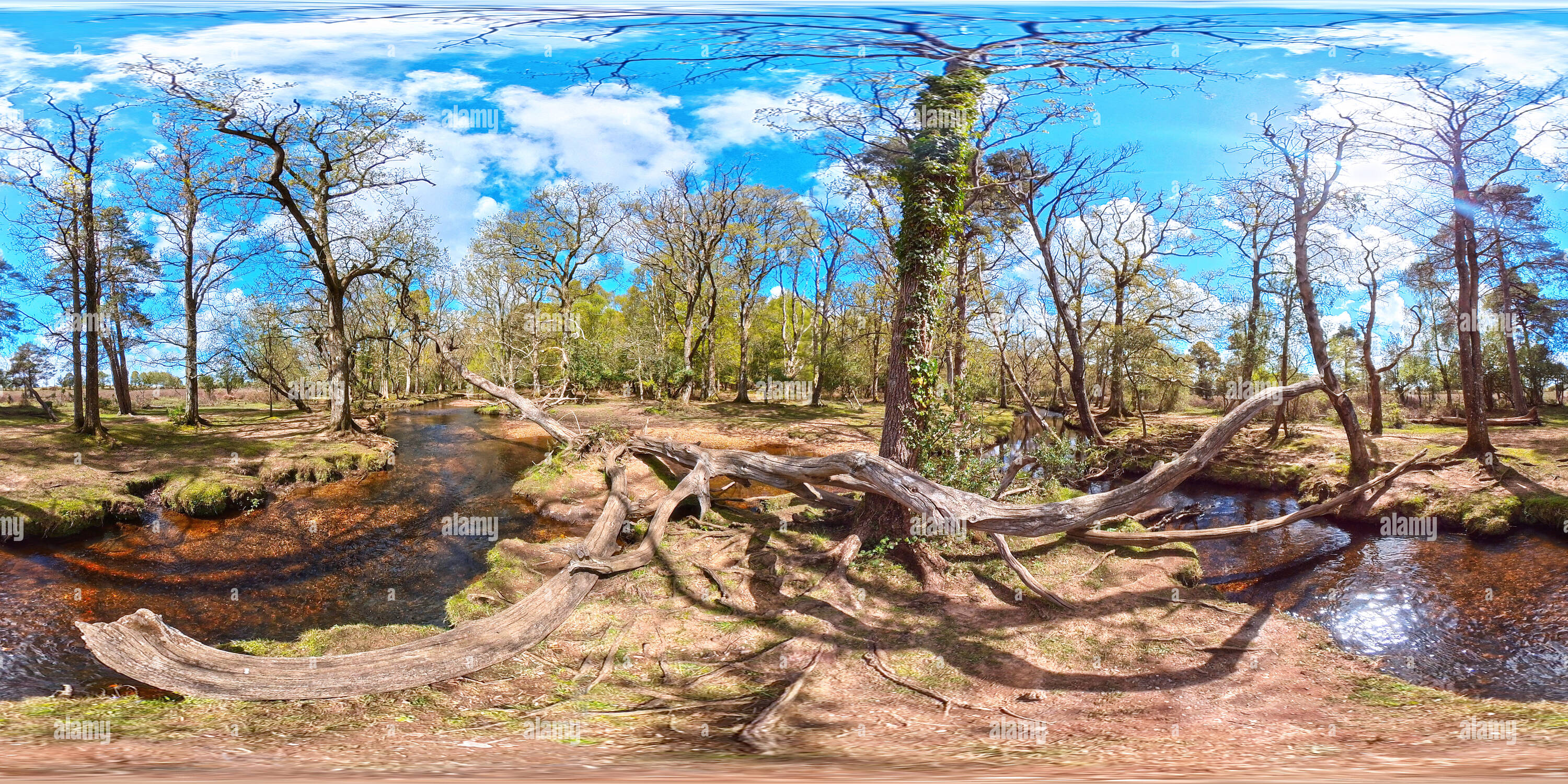 360° view of Fallen tree over Ober water stream in the New Forest May ...