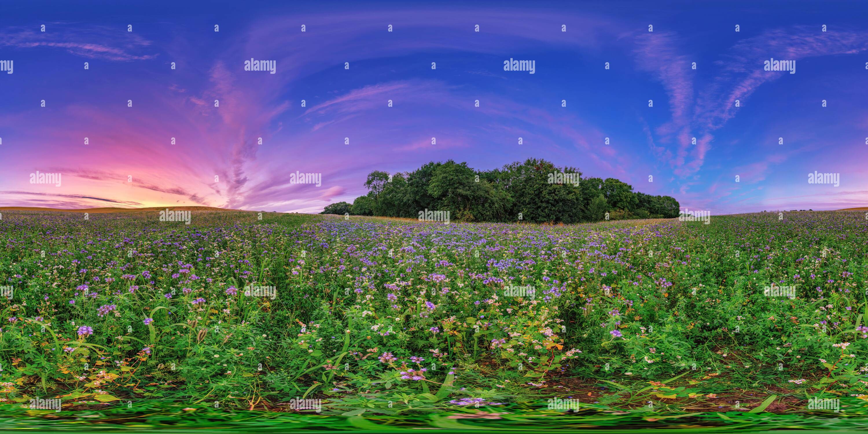 360° view of Fields full of colour at sunset in Nottinghamshire ...