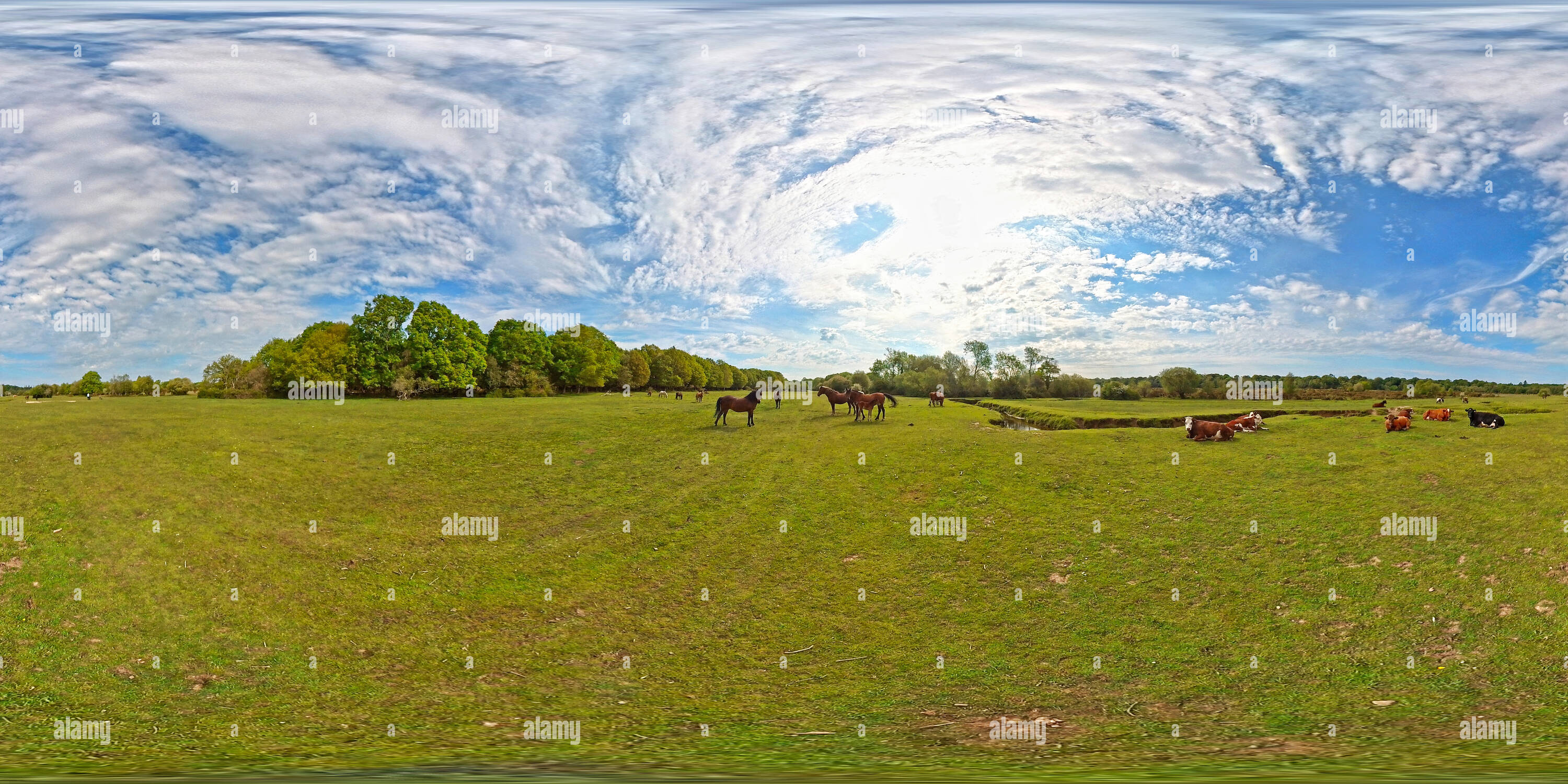360° view of Ponies and cattle next to Mill Lawn Brook winding stream ...