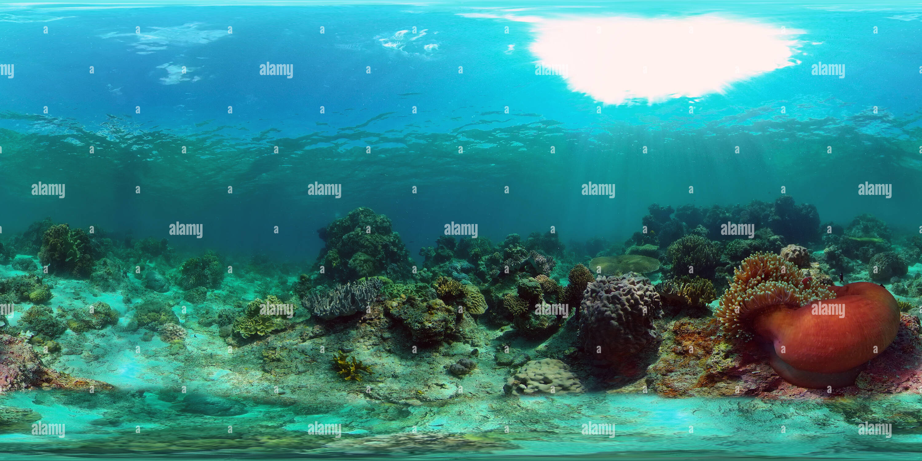 360° view of Underwater sea fish. Tropical fishes and coral reef ...