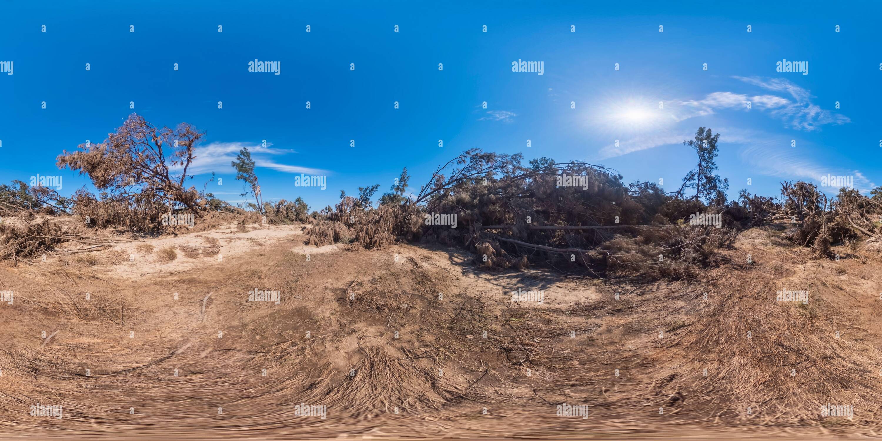 360° view of Spherical panoramic photograph of fallen trees near the ...