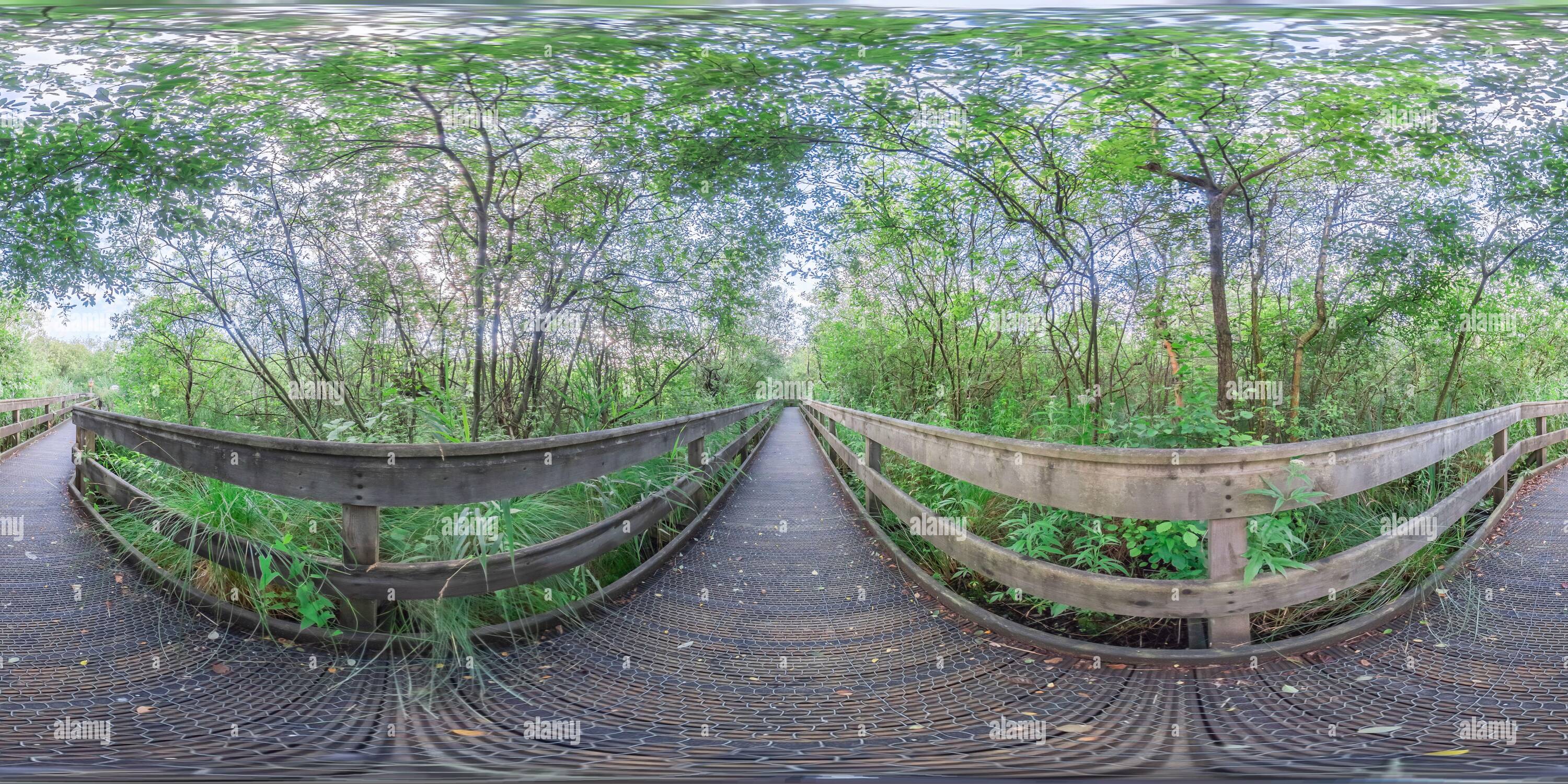 360° view of Wooden boardwalk through the woodland to the lookout point ...