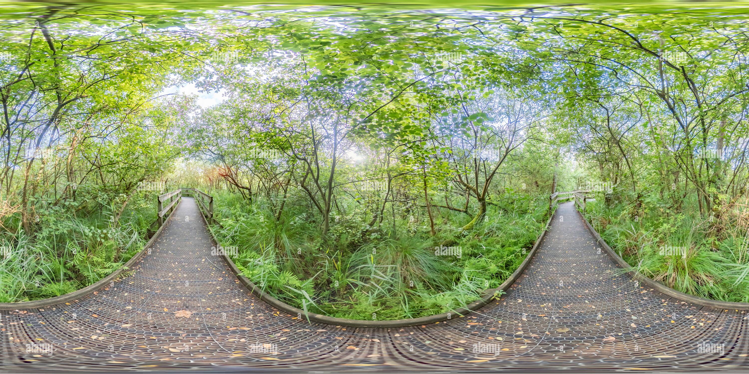 360° view of Wooden boardwalk through the woodland to the lookout point ...