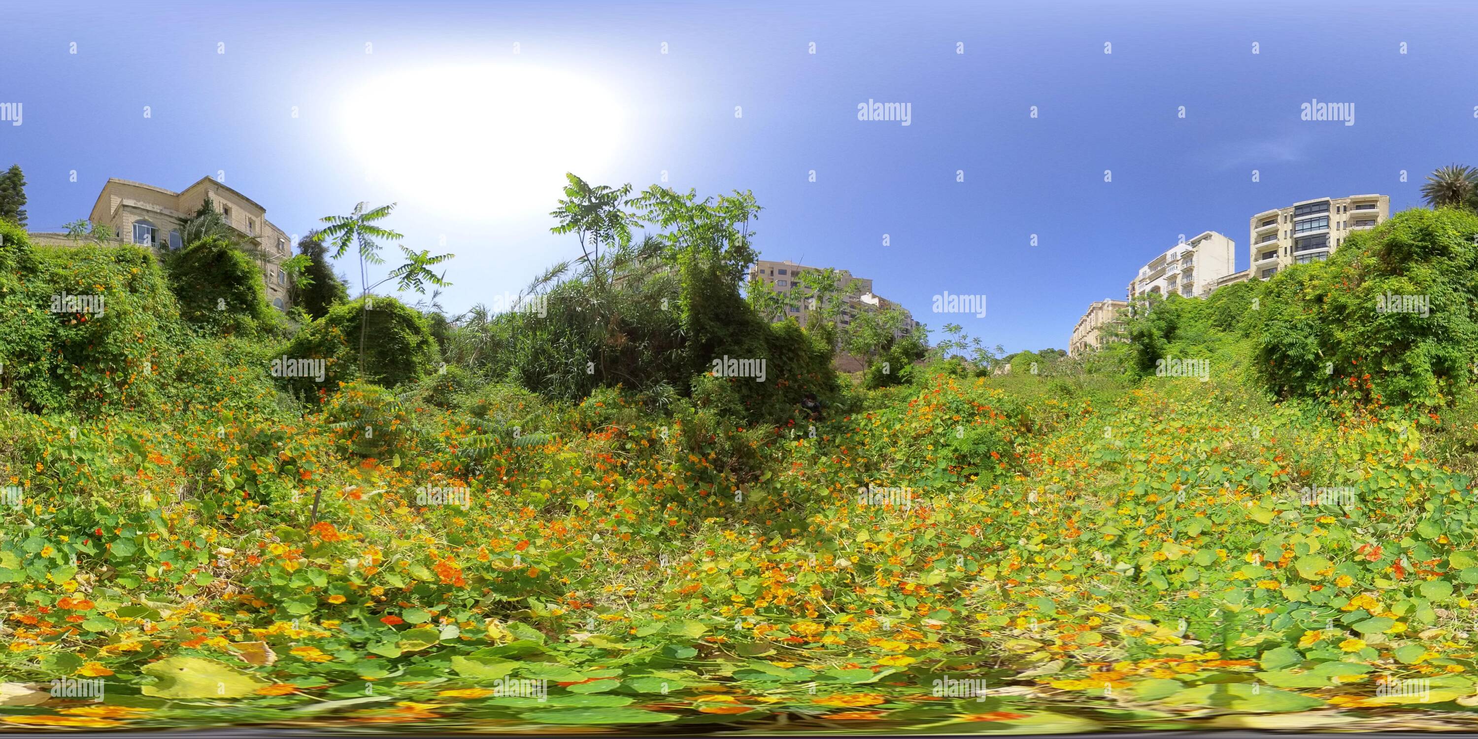 360 jungle hi-res stock photography and images - Alamy