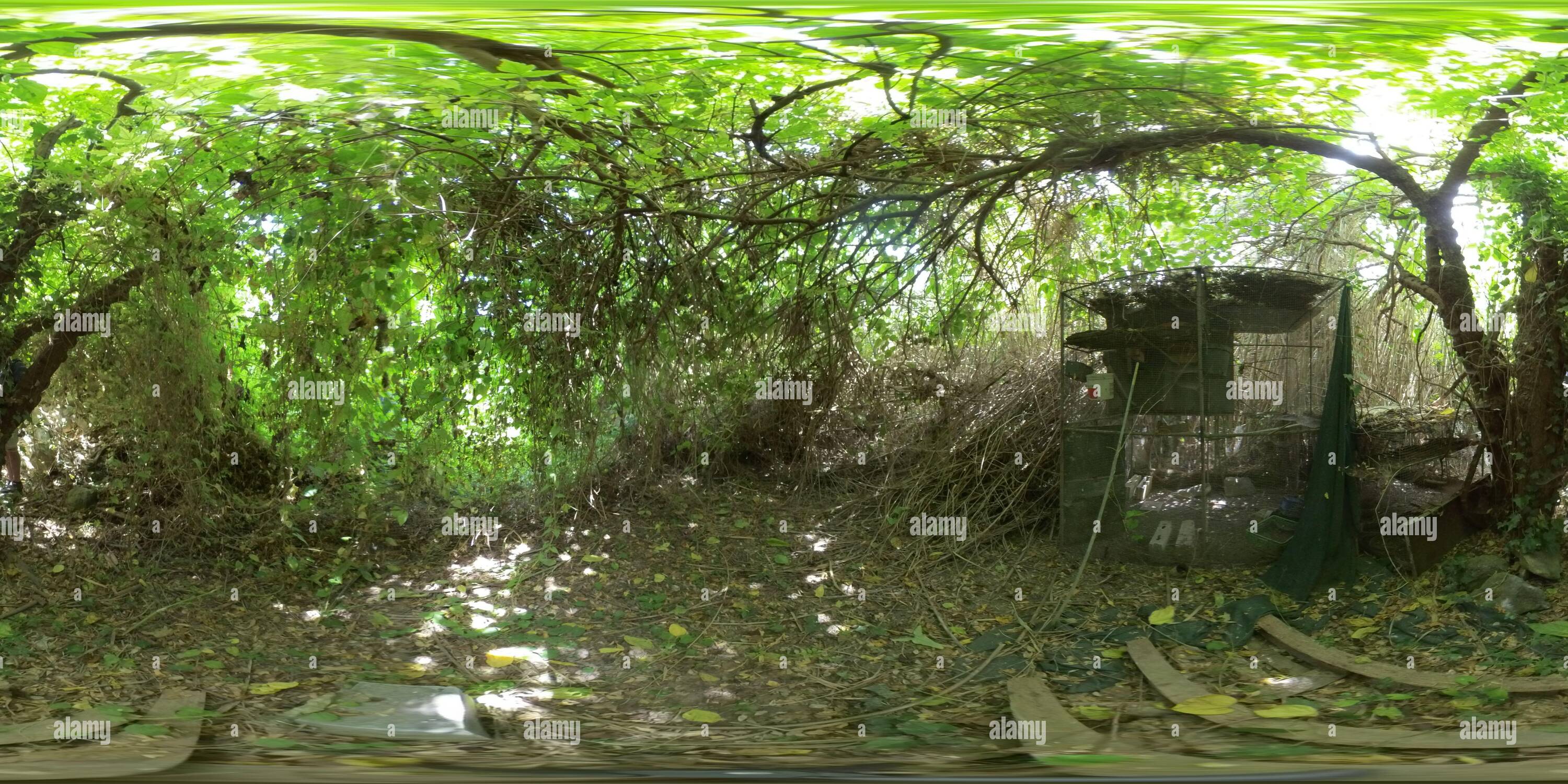 360 jungle hi-res stock photography and images - Alamy