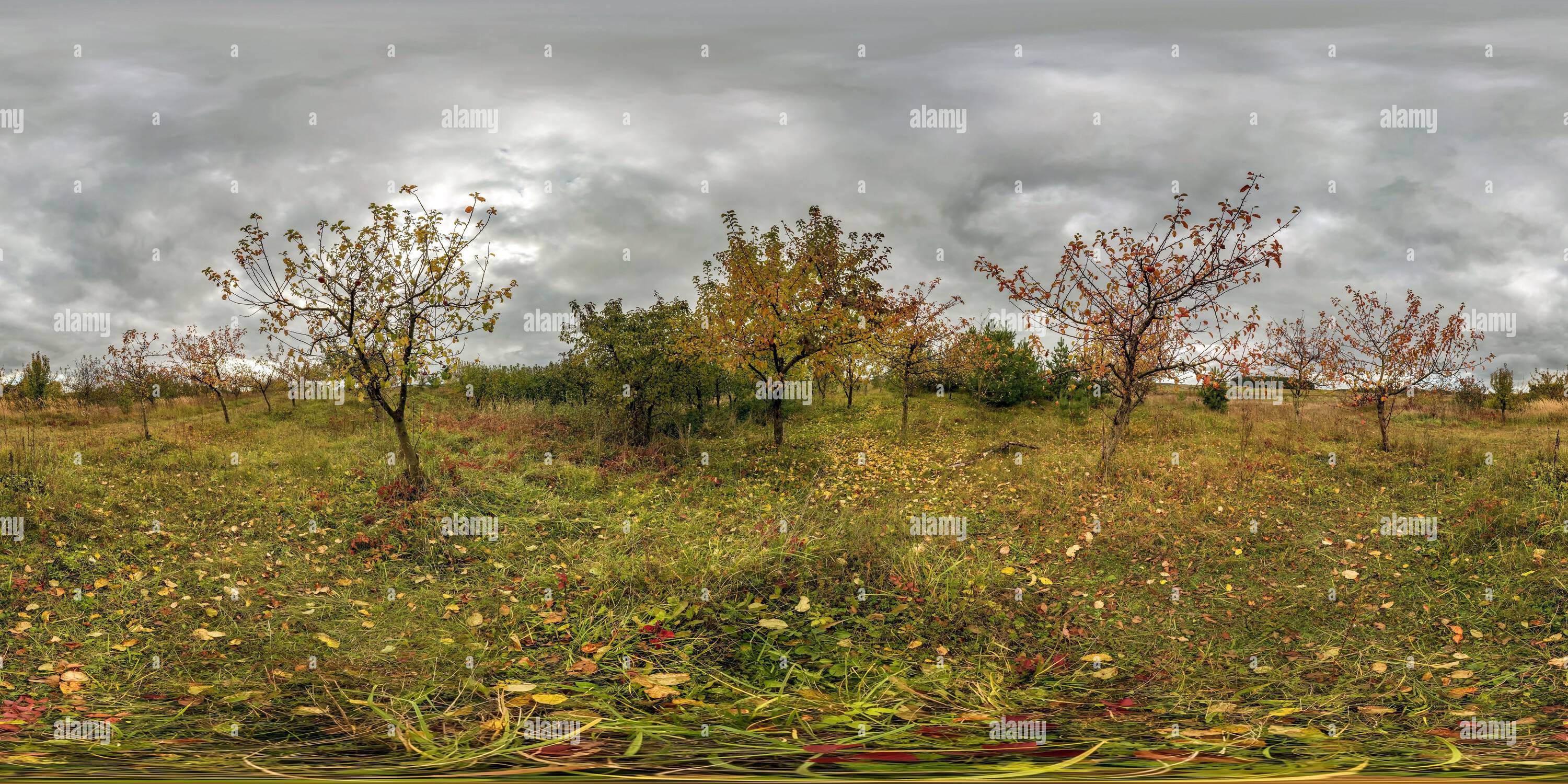 360° view of 360 hdri panorama in autumn apple orchard garden with ...
