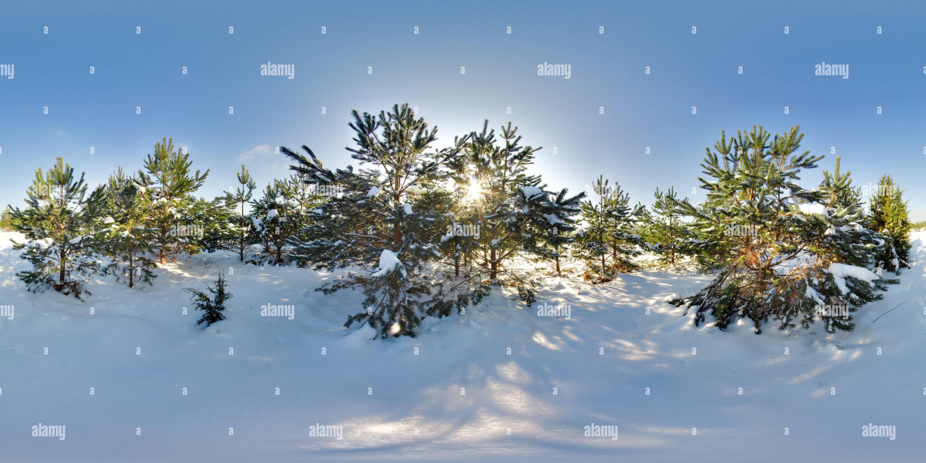 360° view of Beautiful landscape with trees blue sky sun snow at winter ...