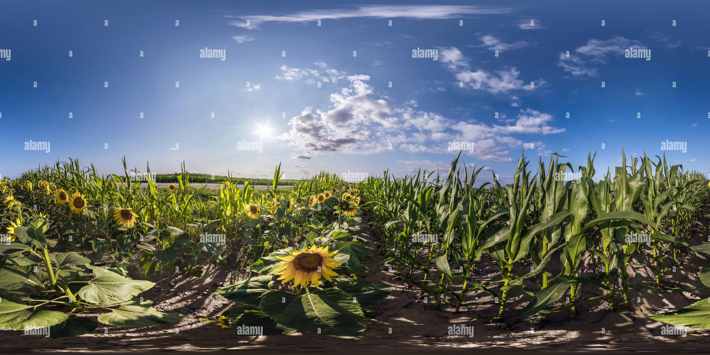 360° view of 360 seamless hdri panorama view in field with corn and ...