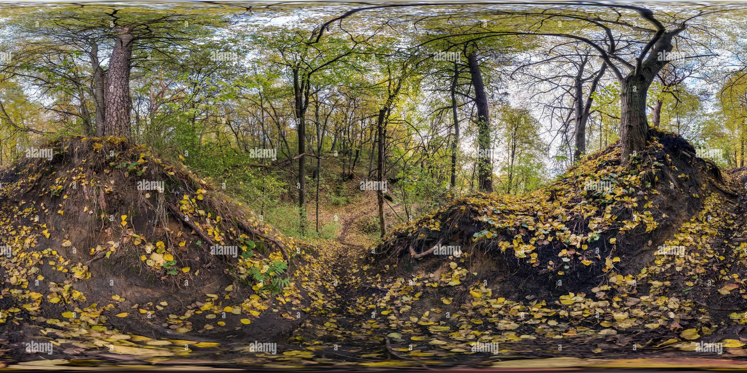 360° view of full seamless spherical hdri 360 panorama in tree-covered ...
