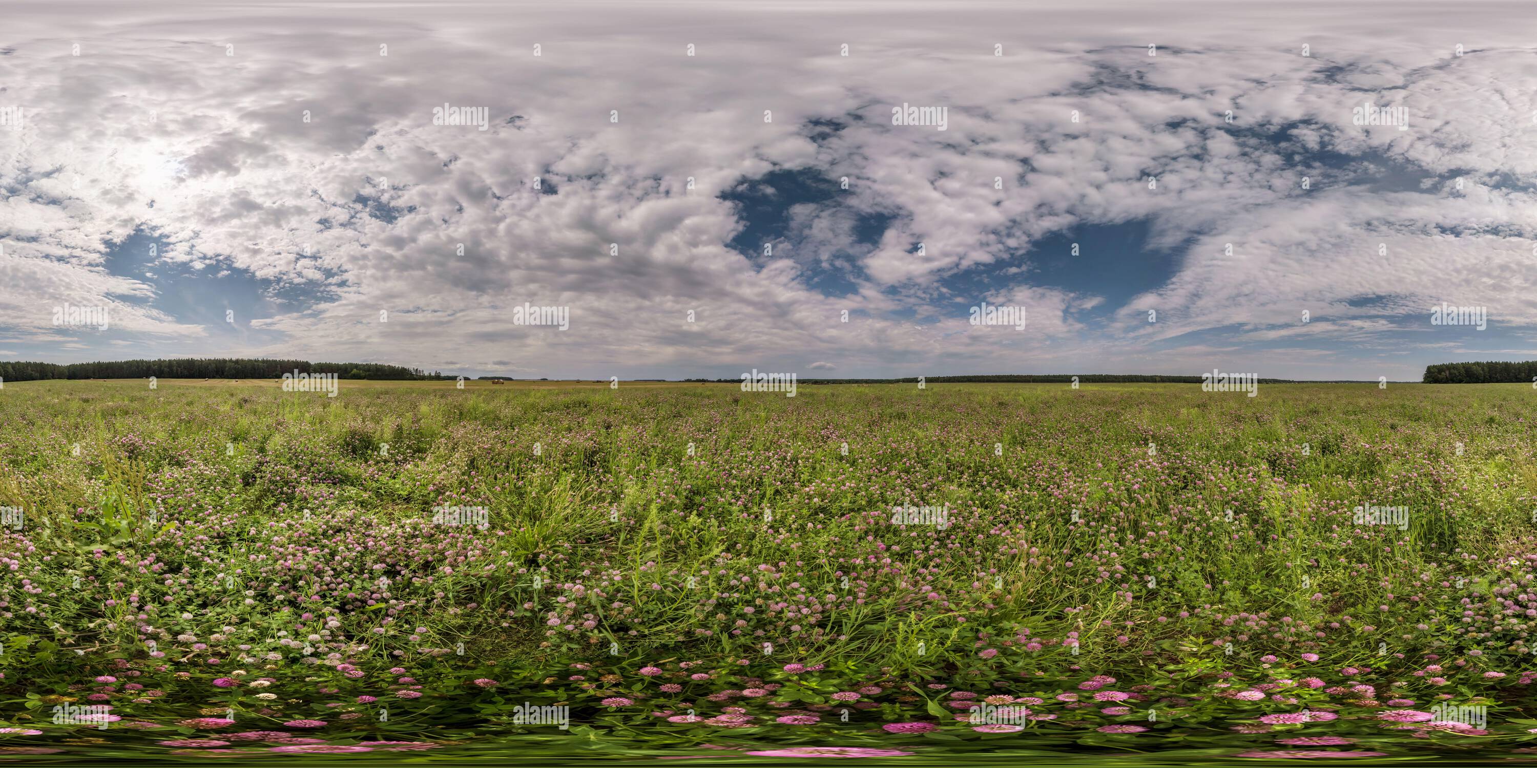 360° view of 360 seamless hdri panorama view among field of pink clover ...
