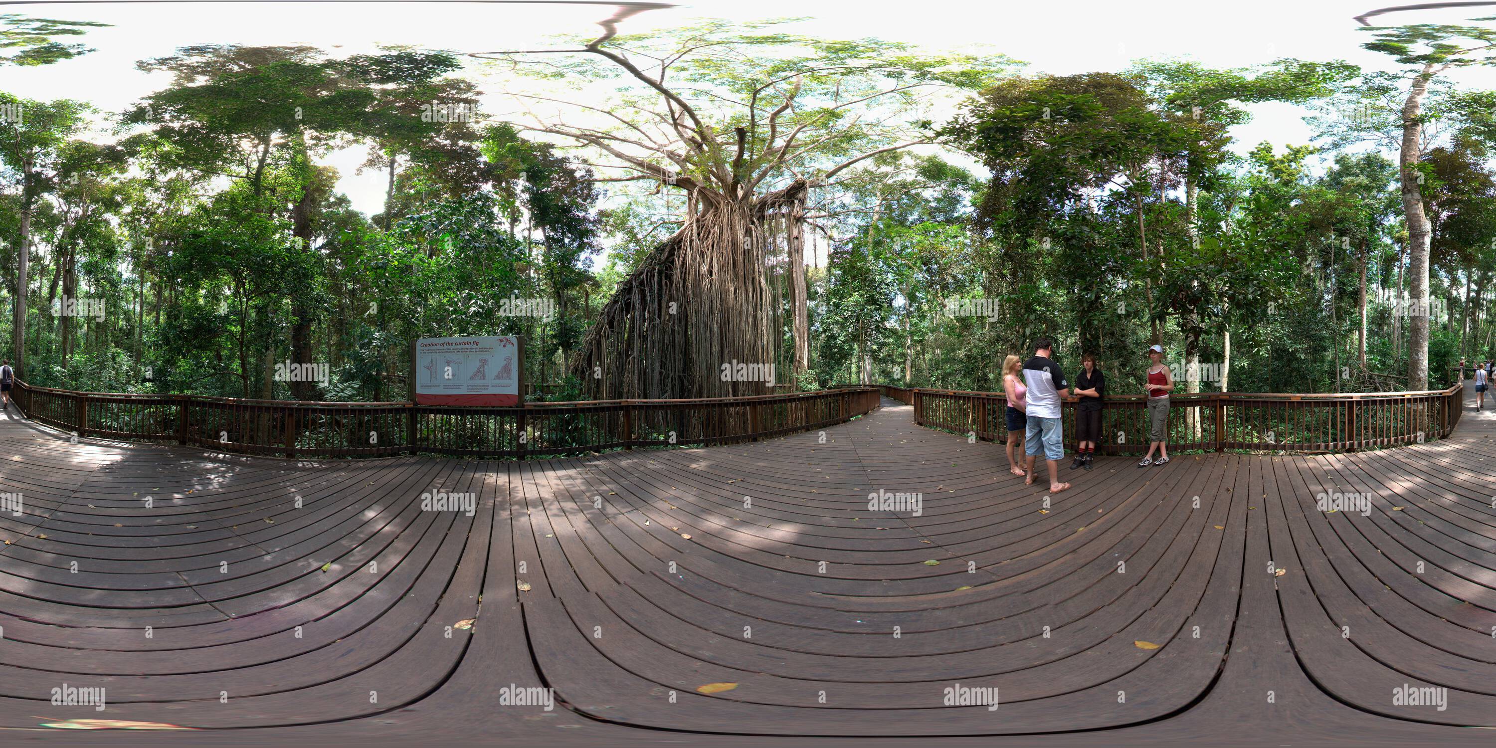 360° view of 360 Panoramic view of the Curtain Fig tree at Yungaburra ...