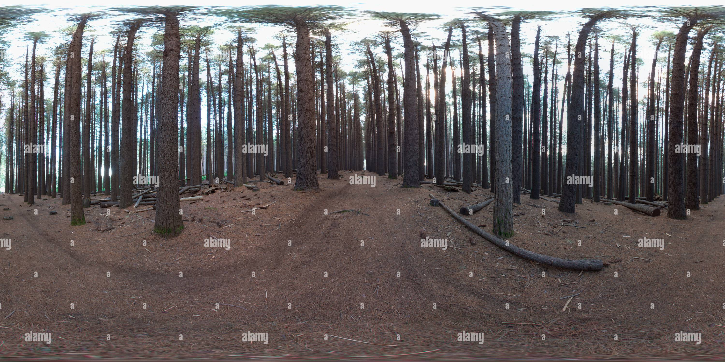 360° view of 360 panorama of the Sugar Pine Walk Bago State Forest near ...