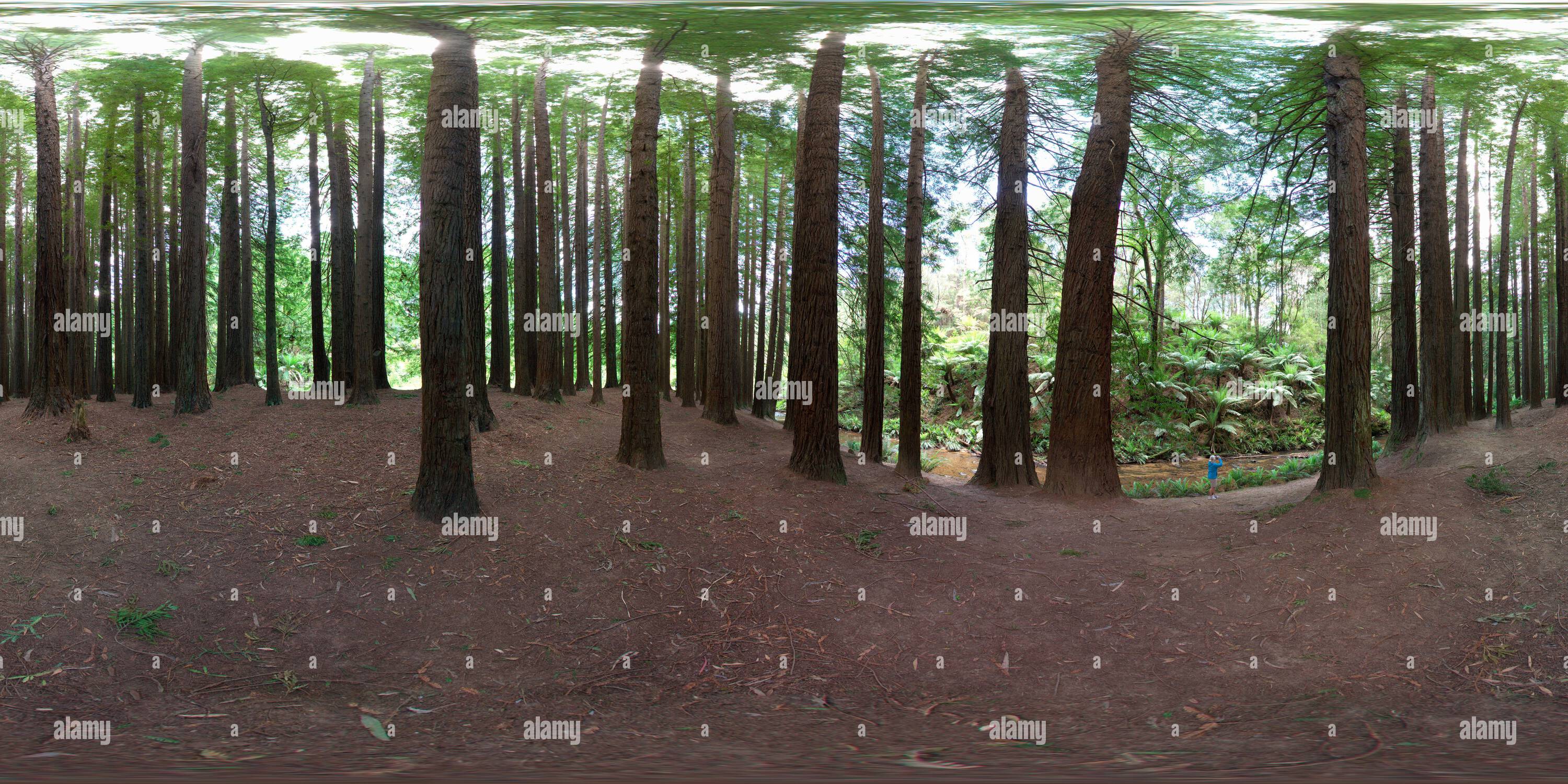 360° view of 360 panorama view of the Californian Redwood trees planted ...