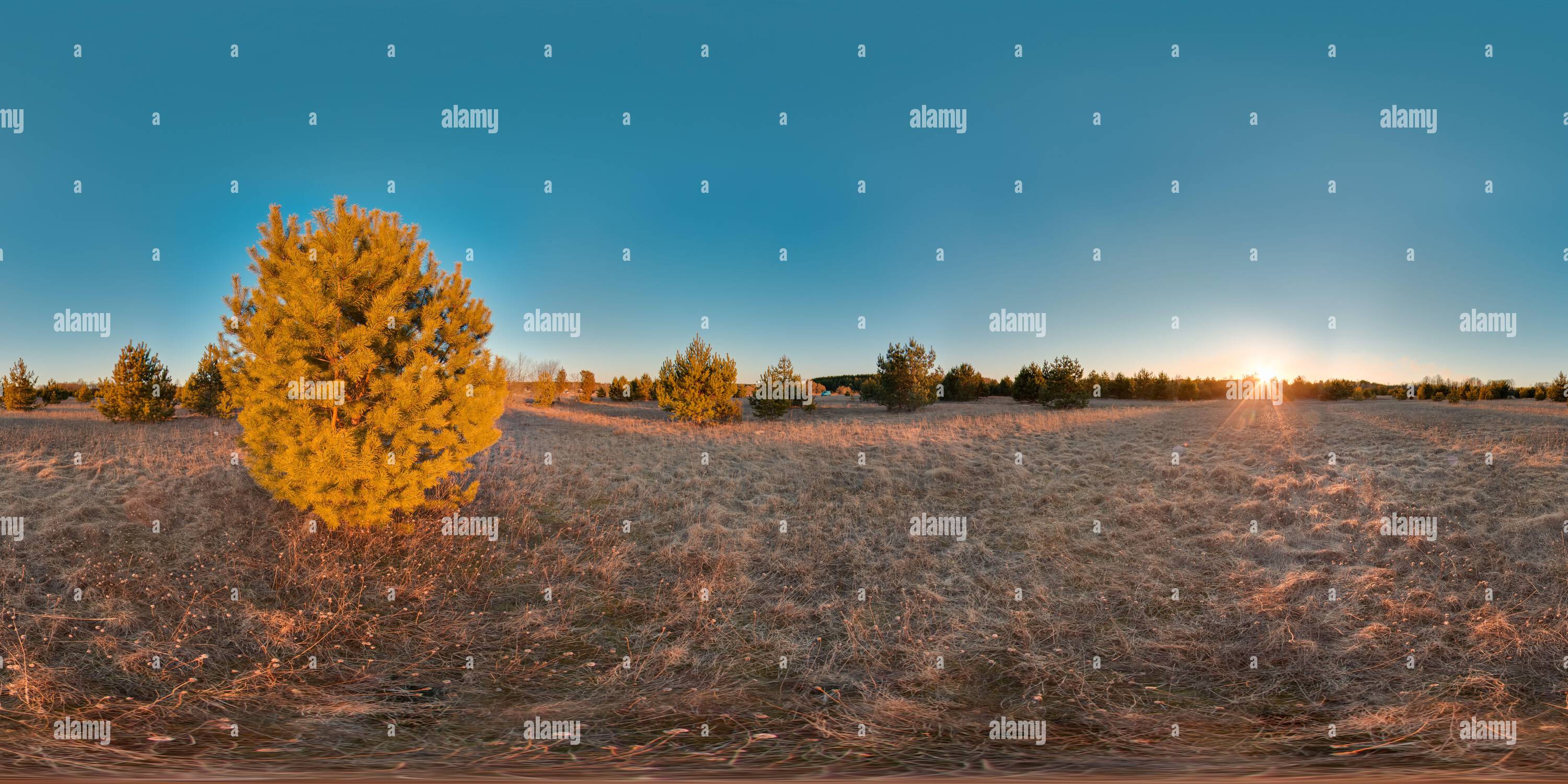 360° view of Beautiful landscape with blue sky sunset at spring trees ...