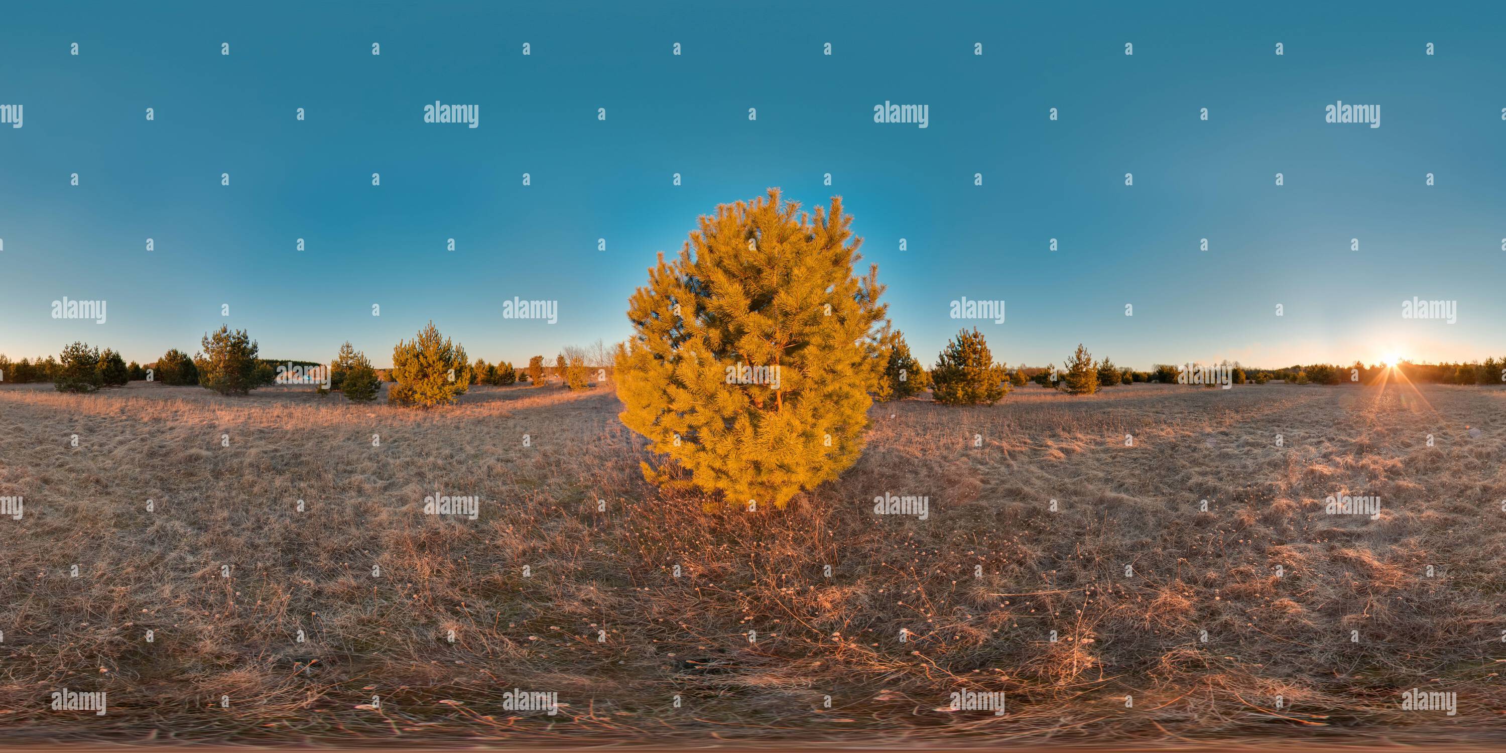 360° view of Beautiful landscape with blue sky sunset at spring trees ...