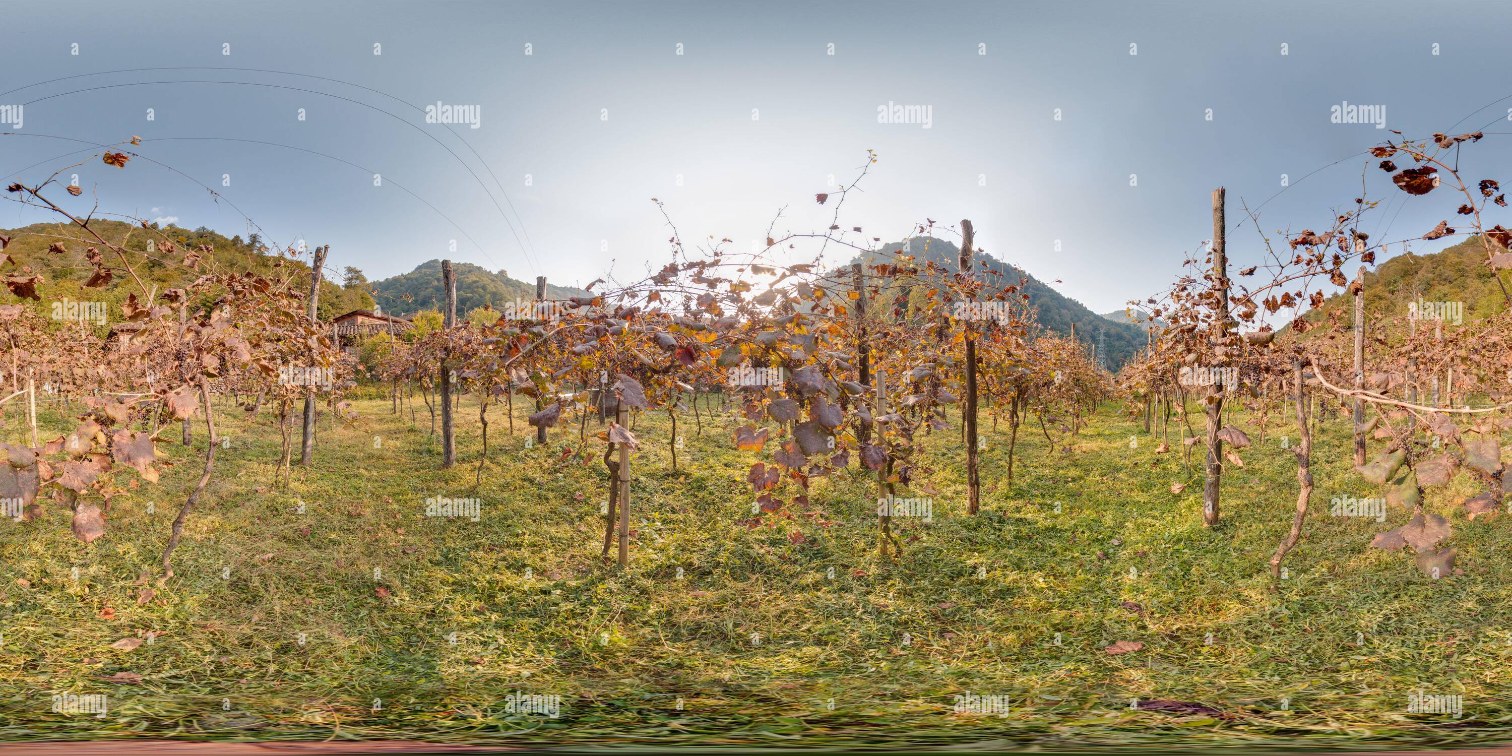 360° view of vineyard with grape in autumn in the mountains Beautiful ...