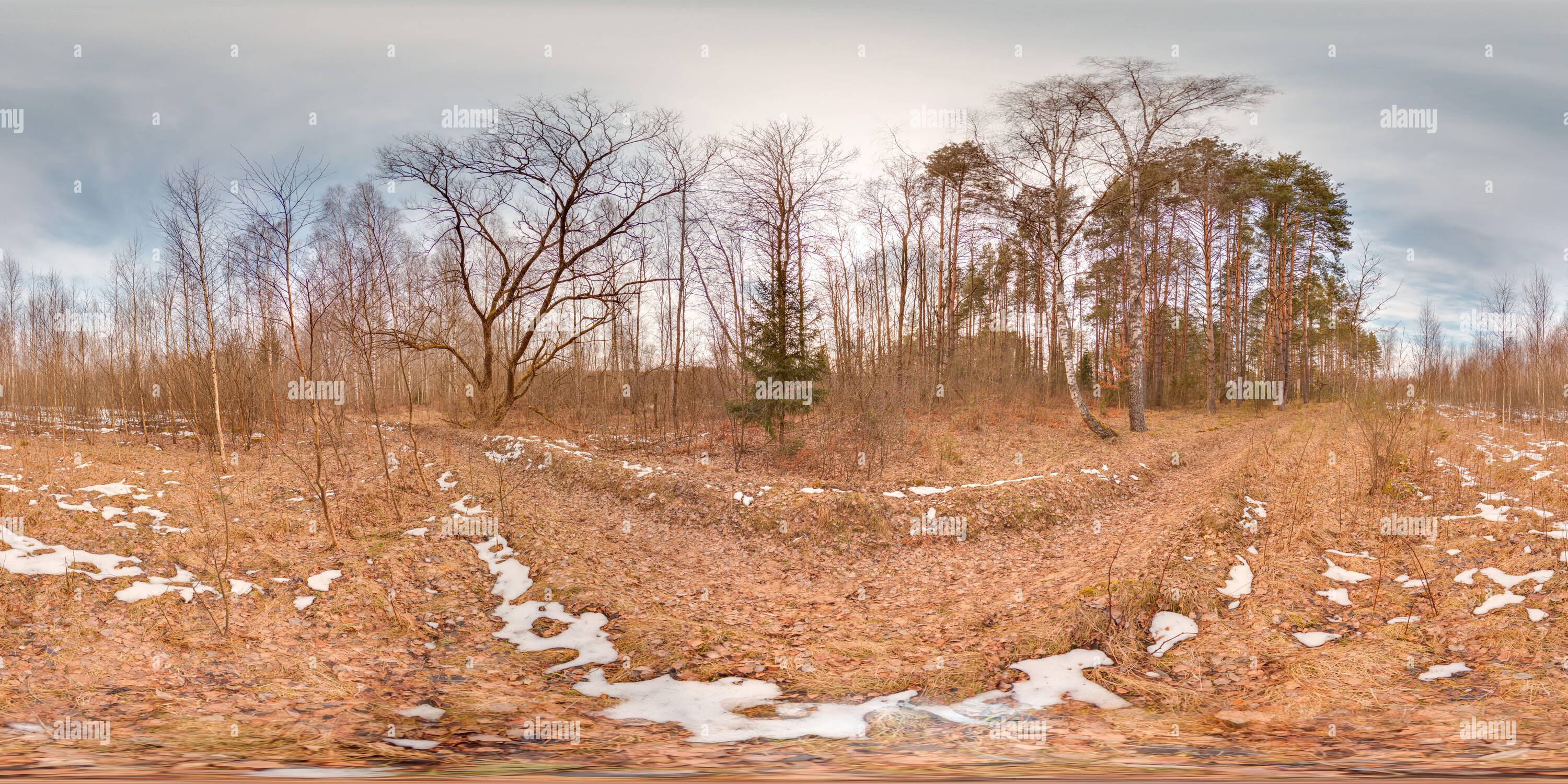 360° view of Amazing landscape with blue sky at spring trees without ...