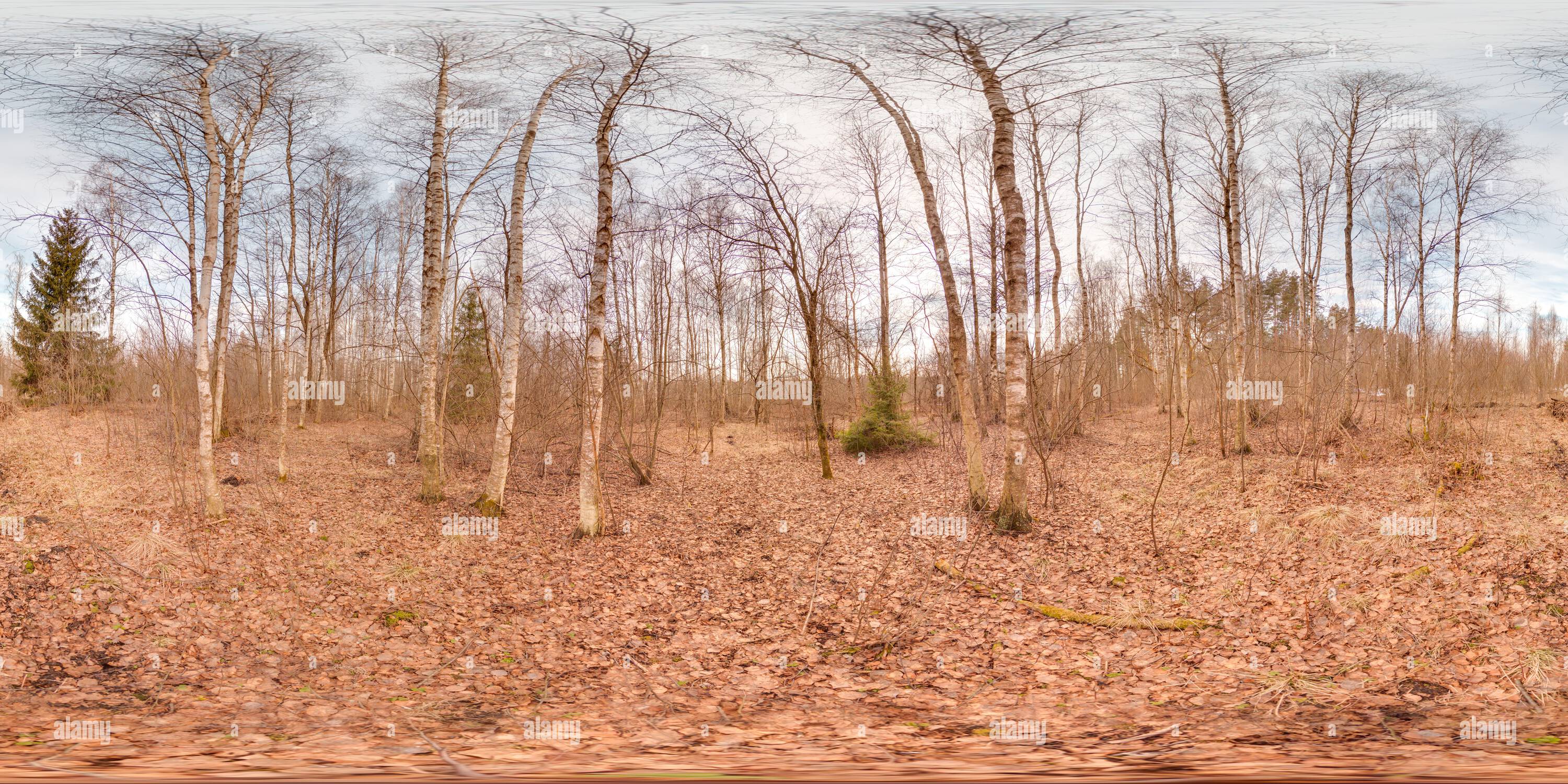 360° view of Amazing landscape with blue sky at spring trees without ...