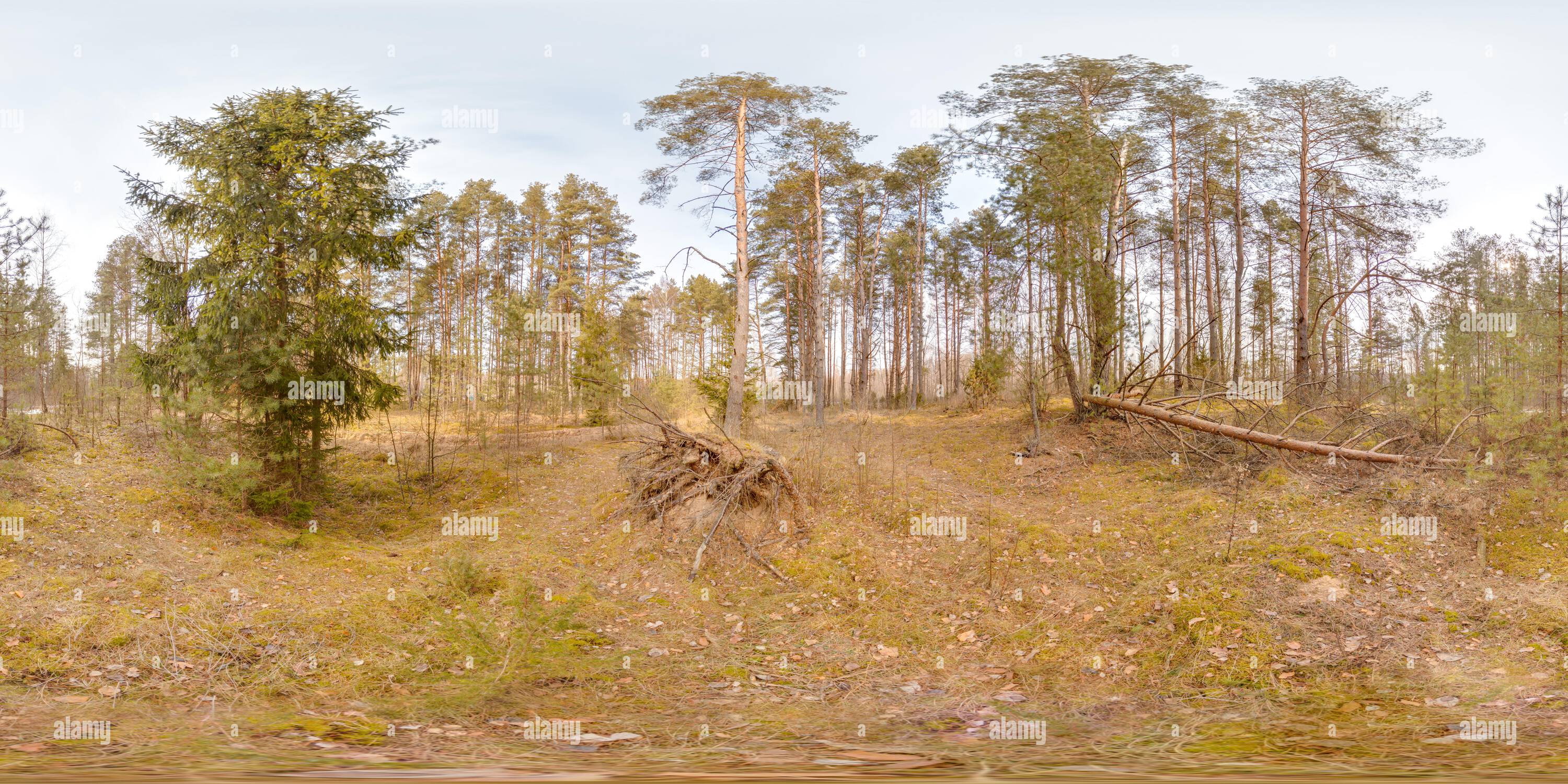 360° view of Amazing landscape with blue sky at spring trees without ...