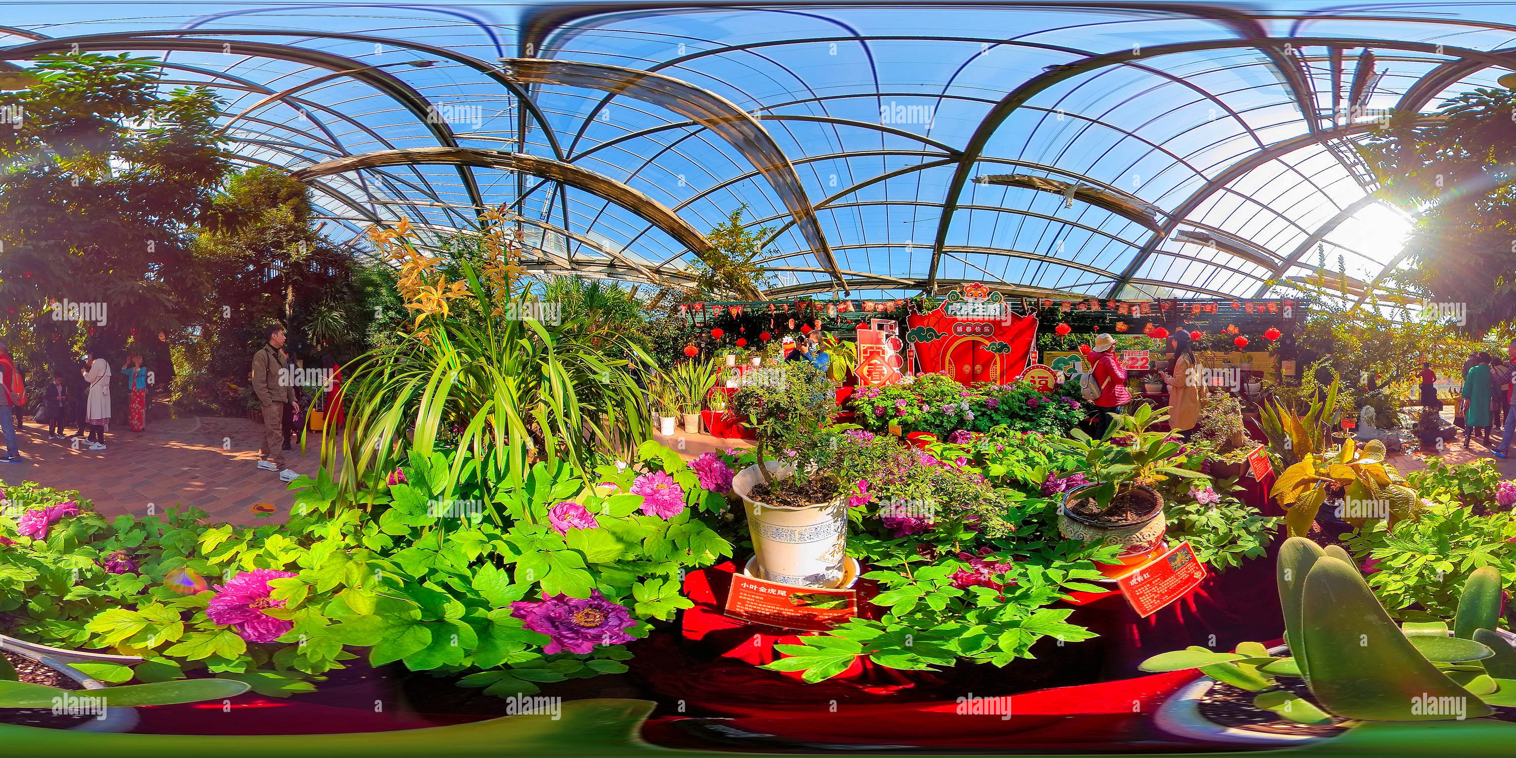 360° view of Tropical plant and flower arrangements for the festival ...