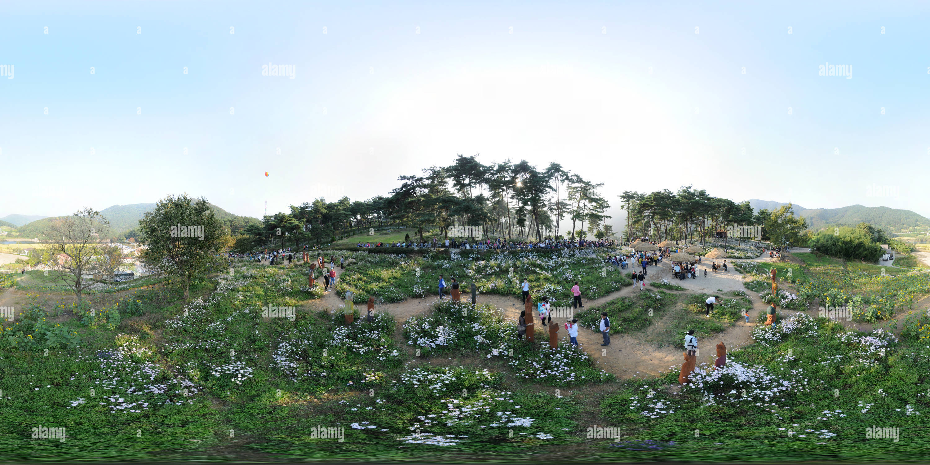 360° view of Siberian chrysan festival - Alamy