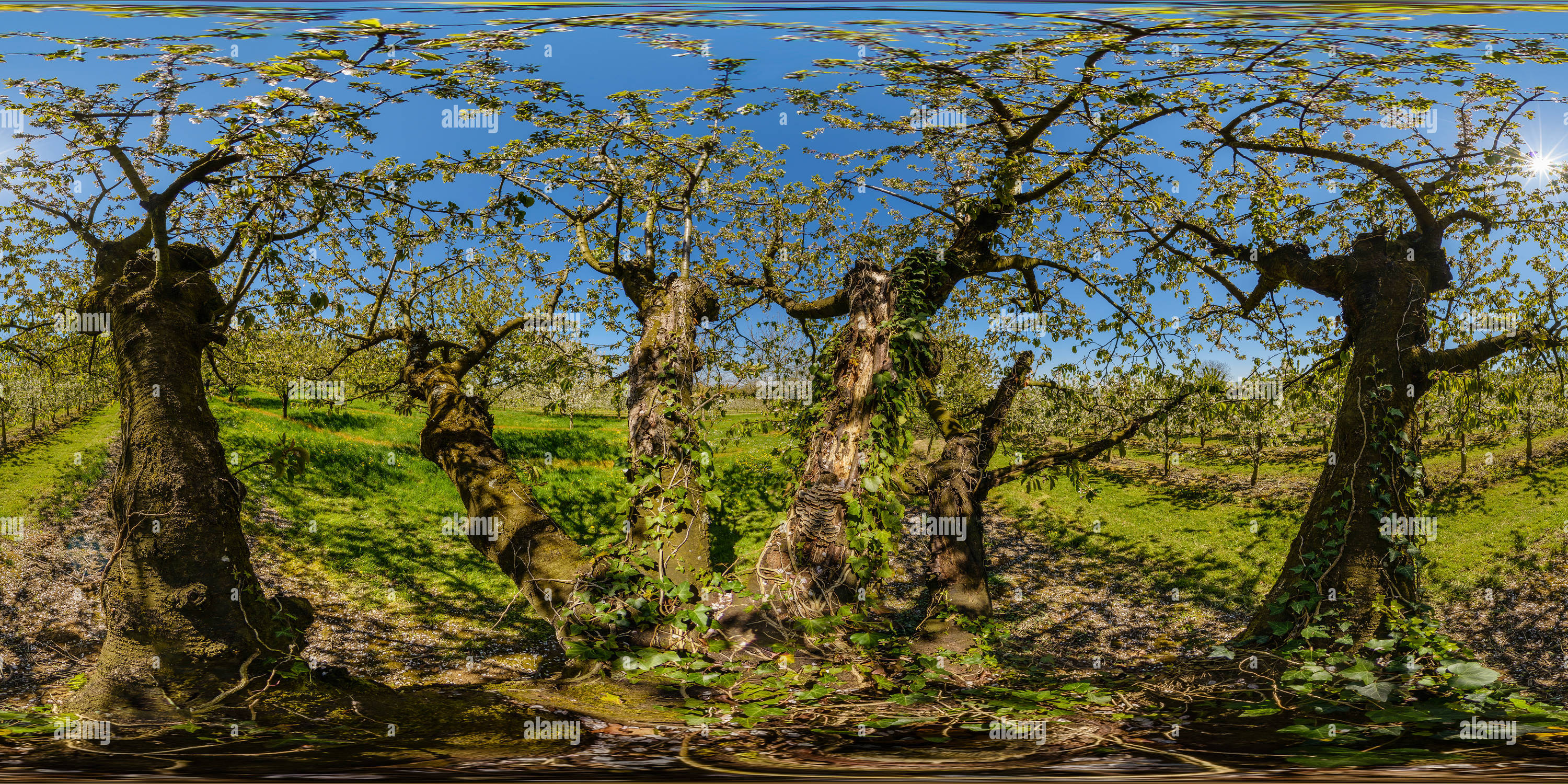 360° view of Cherry tree at Kaiserstuhl near Leiselheim - Alamy