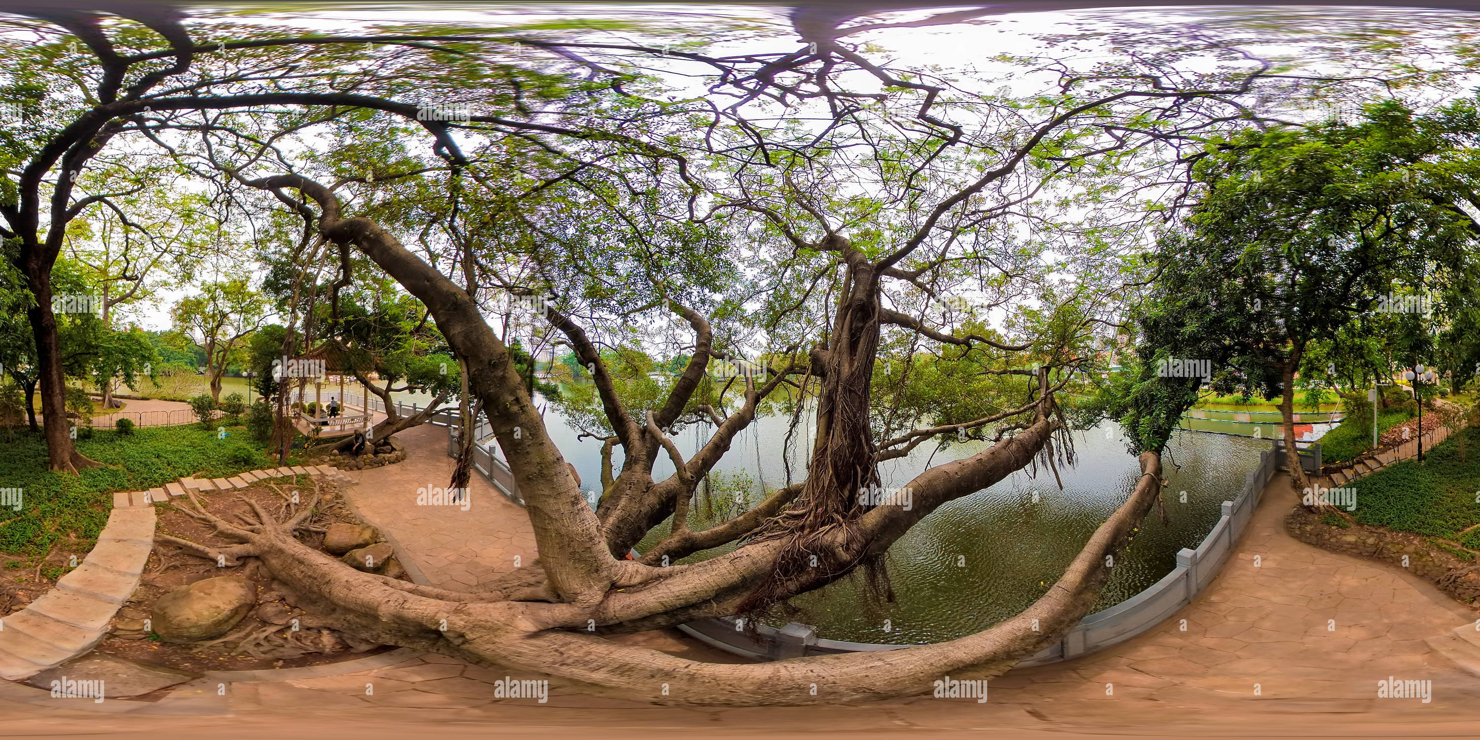 The creeping banyan tree hi-res stock photography and images - Alamy