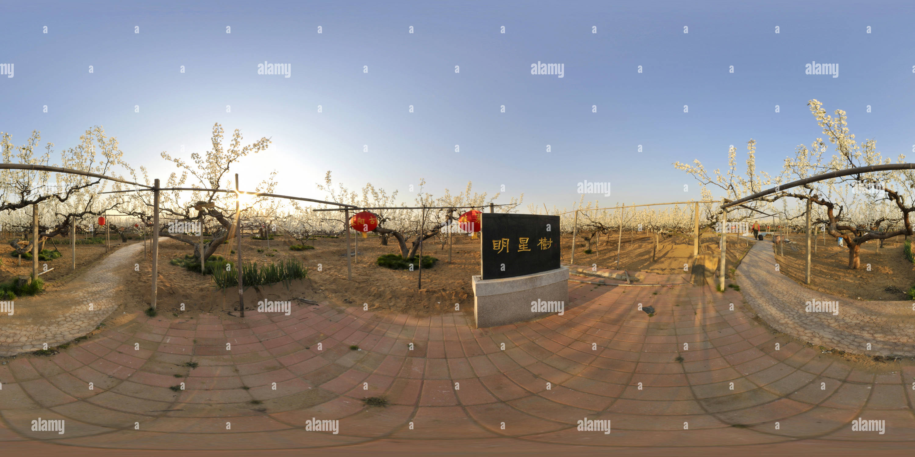 360° view of Mingxing Tree (283) 明星树 - Alamy