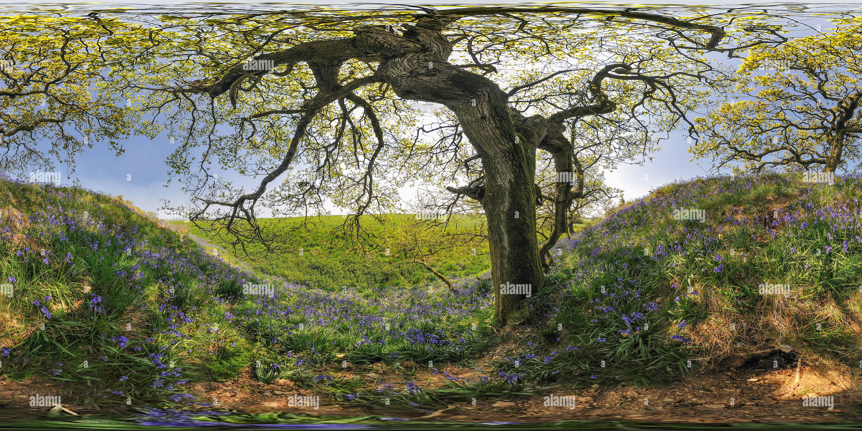 360° view of Wessex Ridgeway Nettlecombe Tout Hill Fort Vr - Alamy