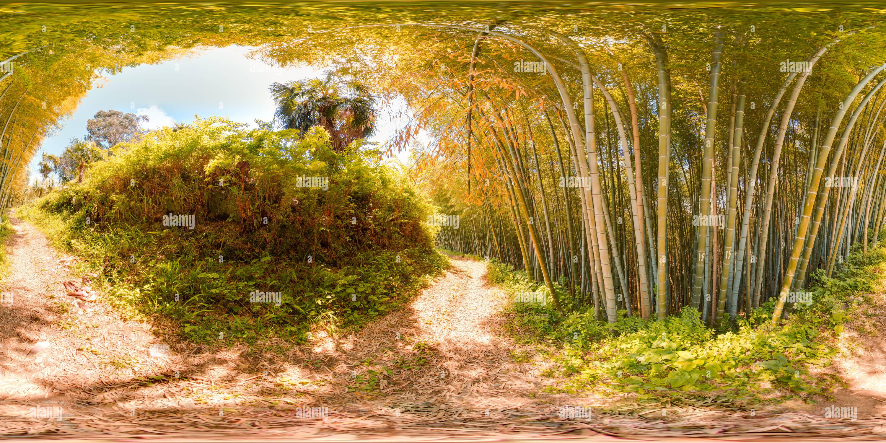 360° view of bamboo forest Botanical garden Georgia Batumi blue sky ...