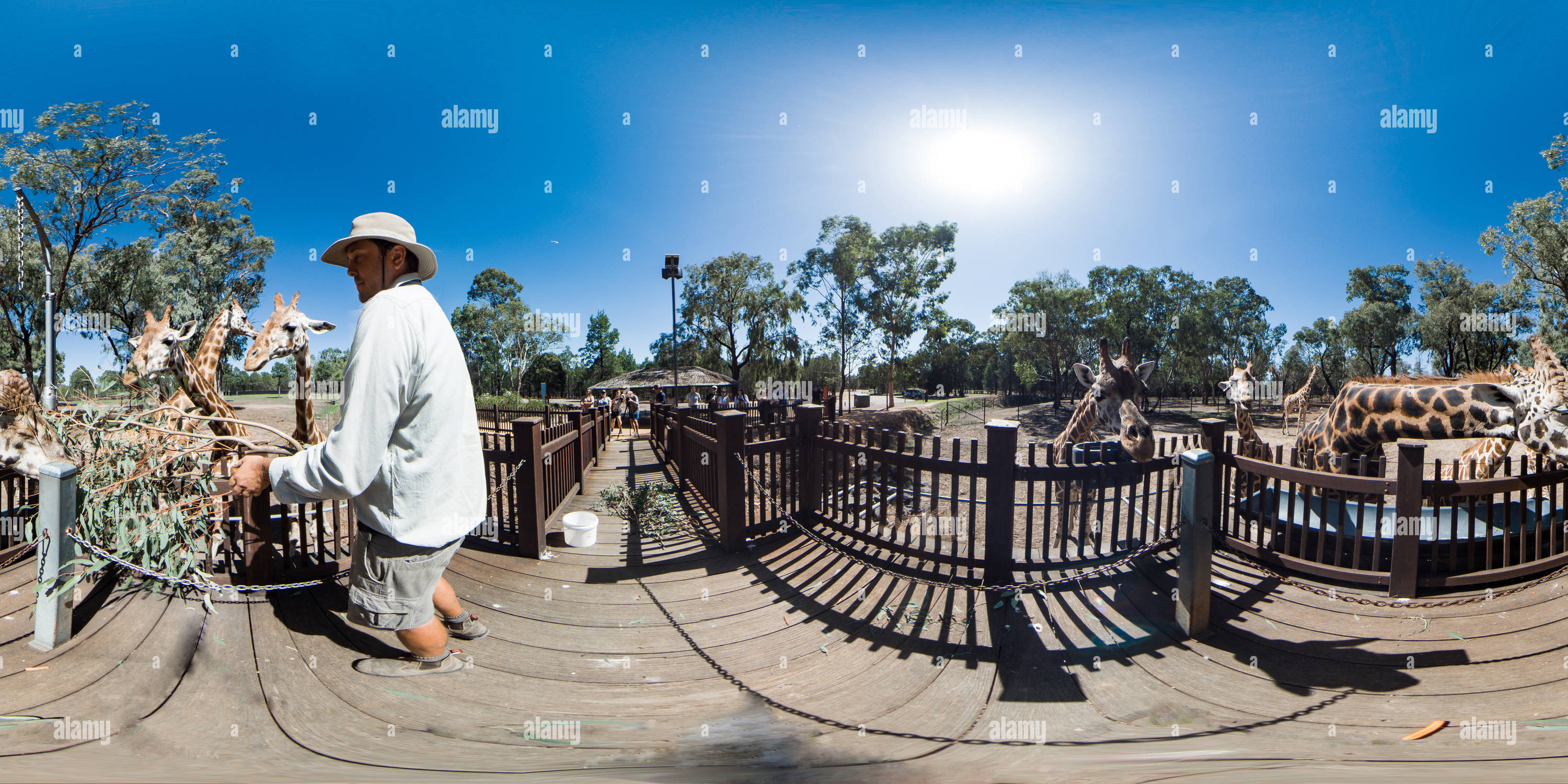 360° view of Giraffe Eating, Taronga Zoo Dubbo - Alamy