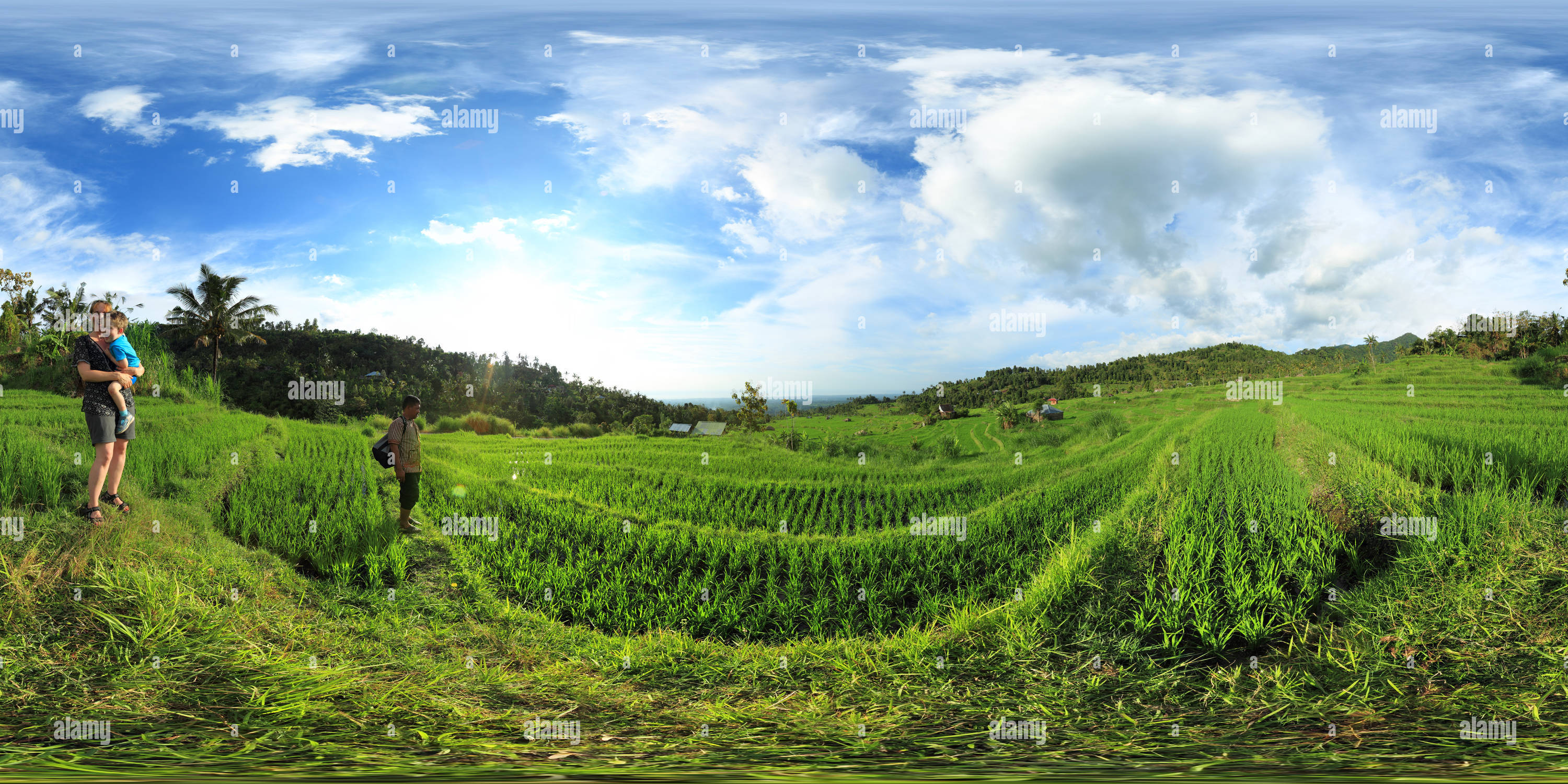 360° view of The rice fields of Bali - Alamy
