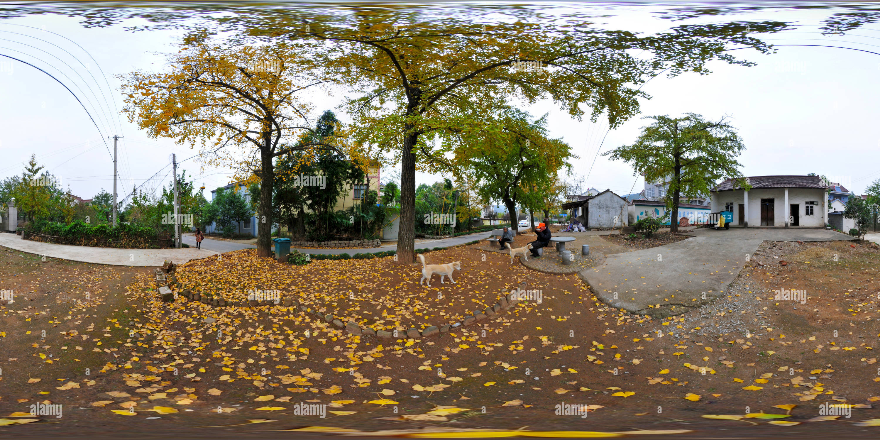 360° view of Changxing Ancient Ginkgo Corridor古银杏长廊-金秋蝴蝶(175 - Alamy