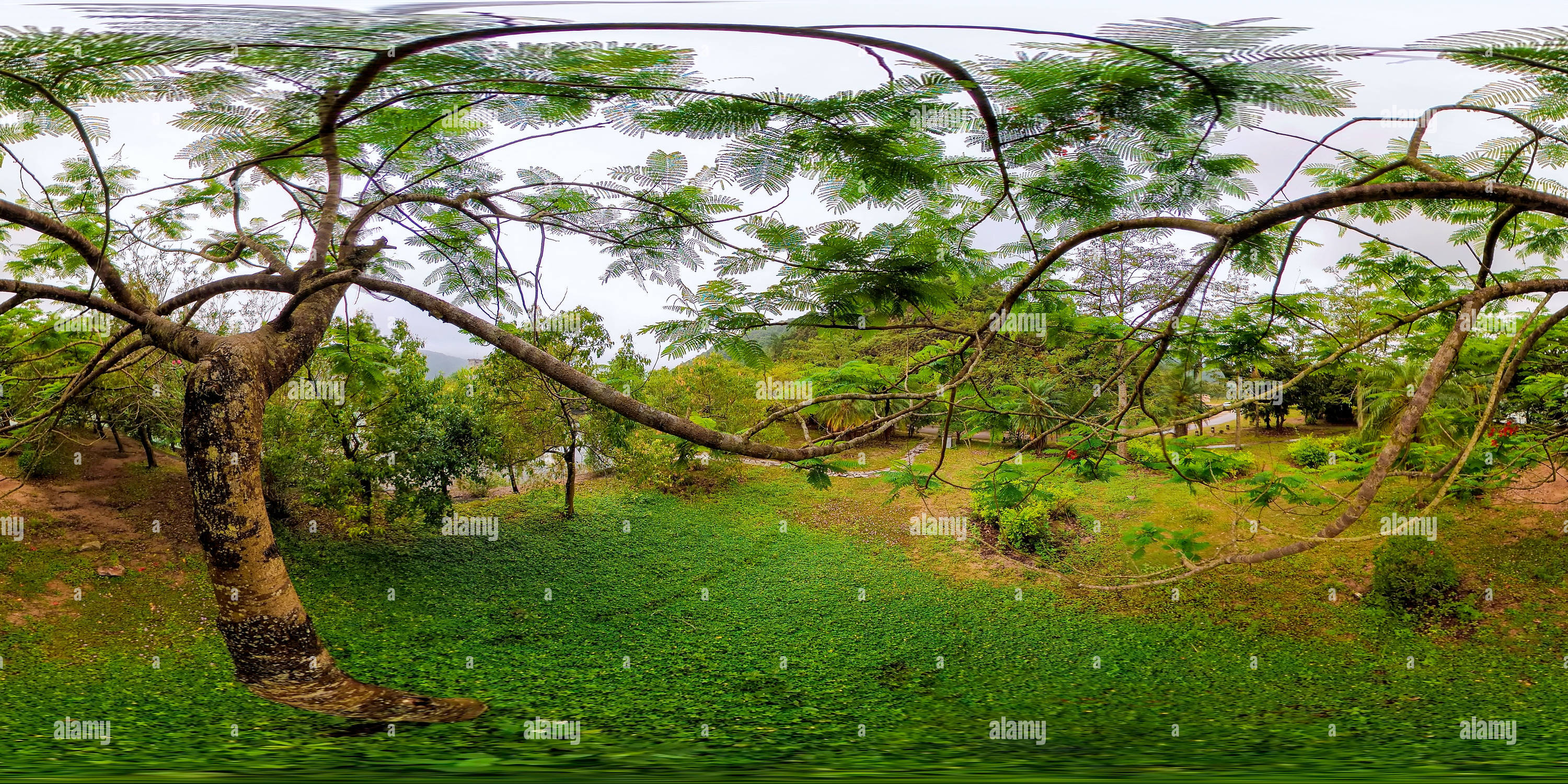 360° view of The phoenix tree by the reservoir 水库边的凤凰树 - Alamy