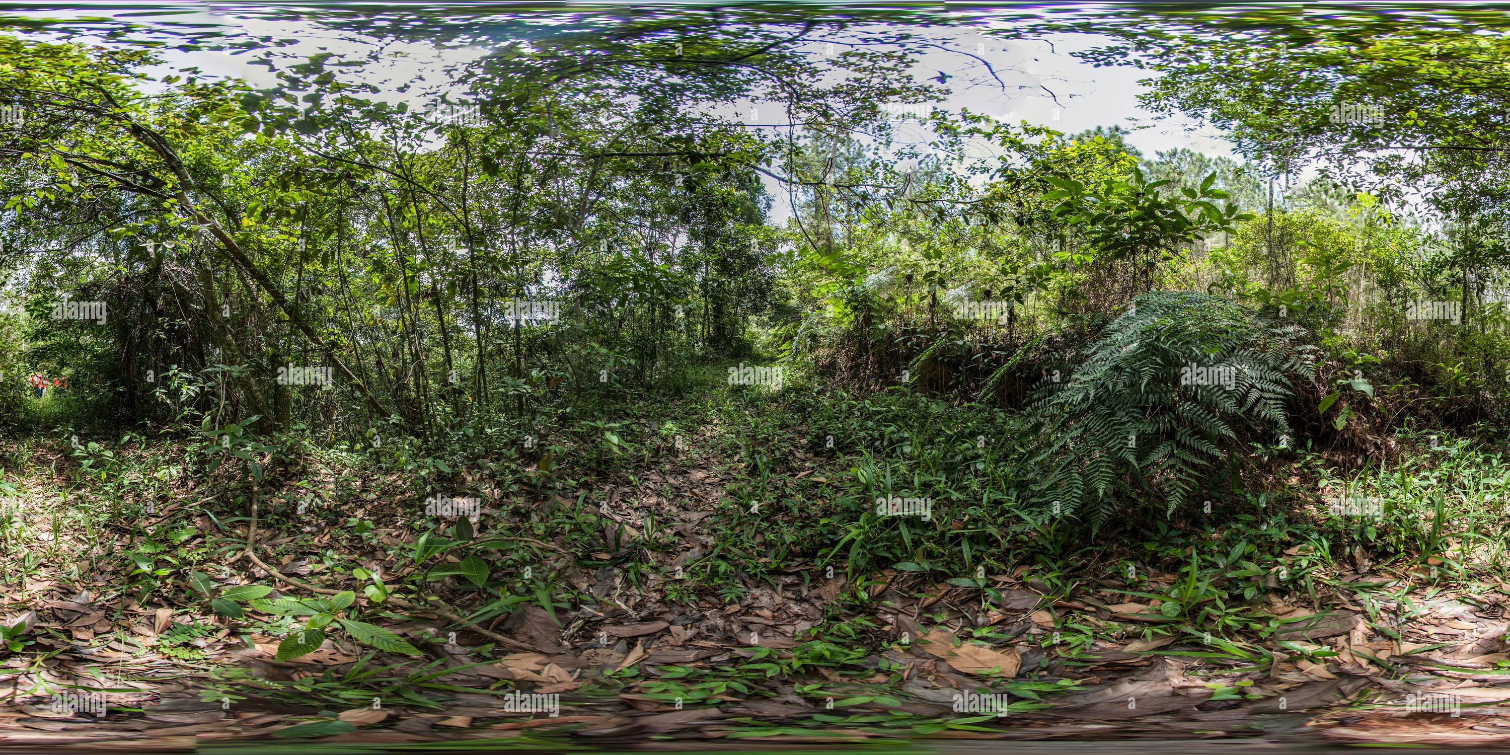 Ciguapa hi-res stock photography and images - Alamy