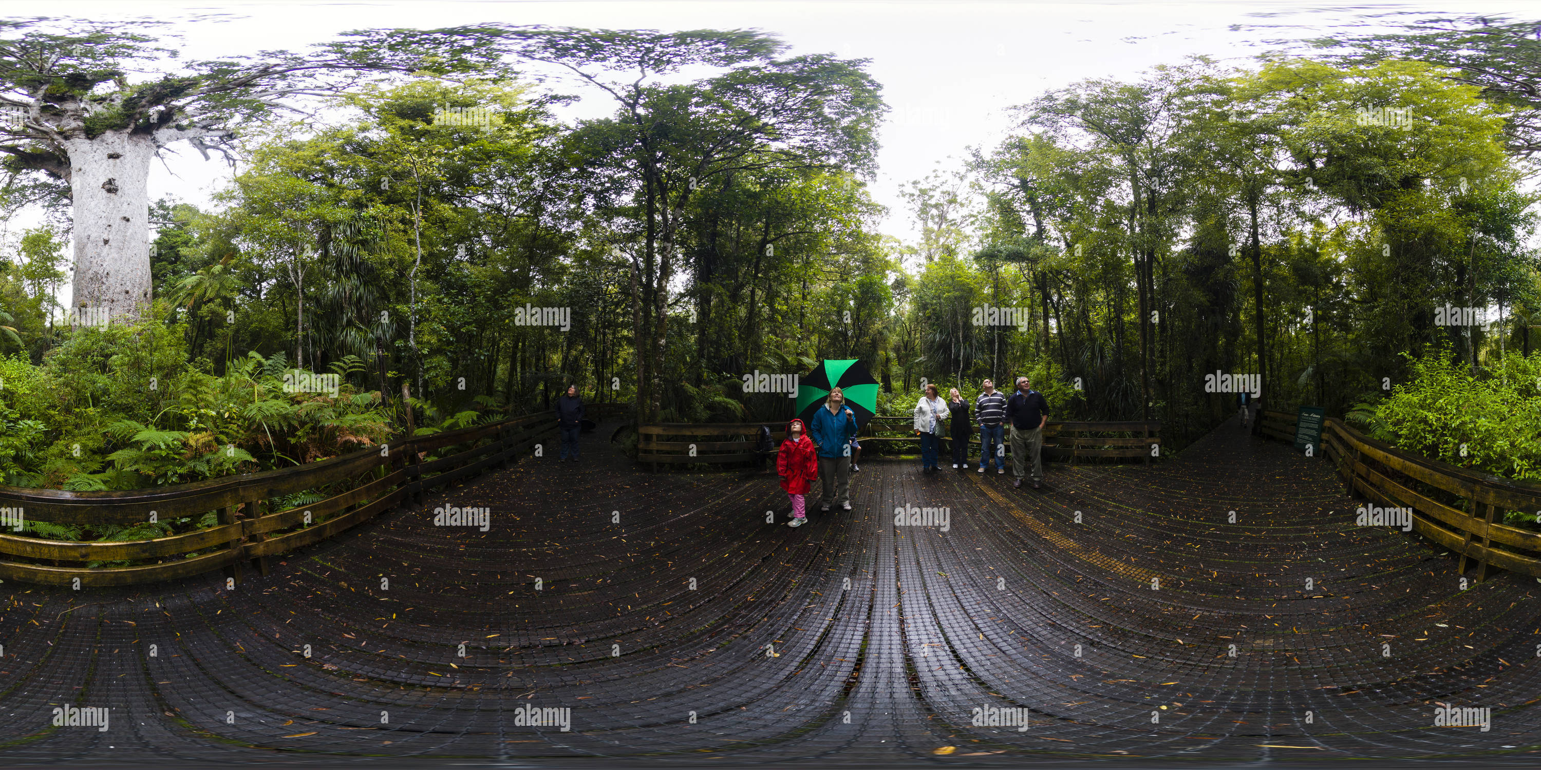 360° view of Tane Mahuta - NZ's Largest Known Kauri Tree - Alamy