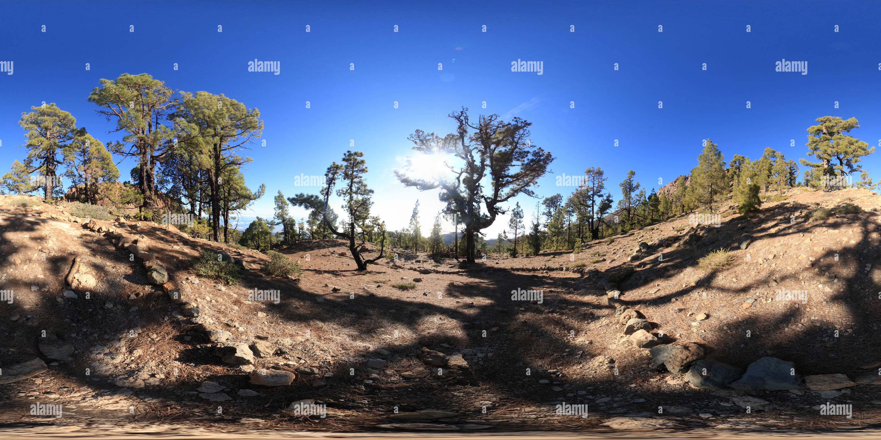 360° view of Caldera to Vilaflor Descent Big Tree - Alamy