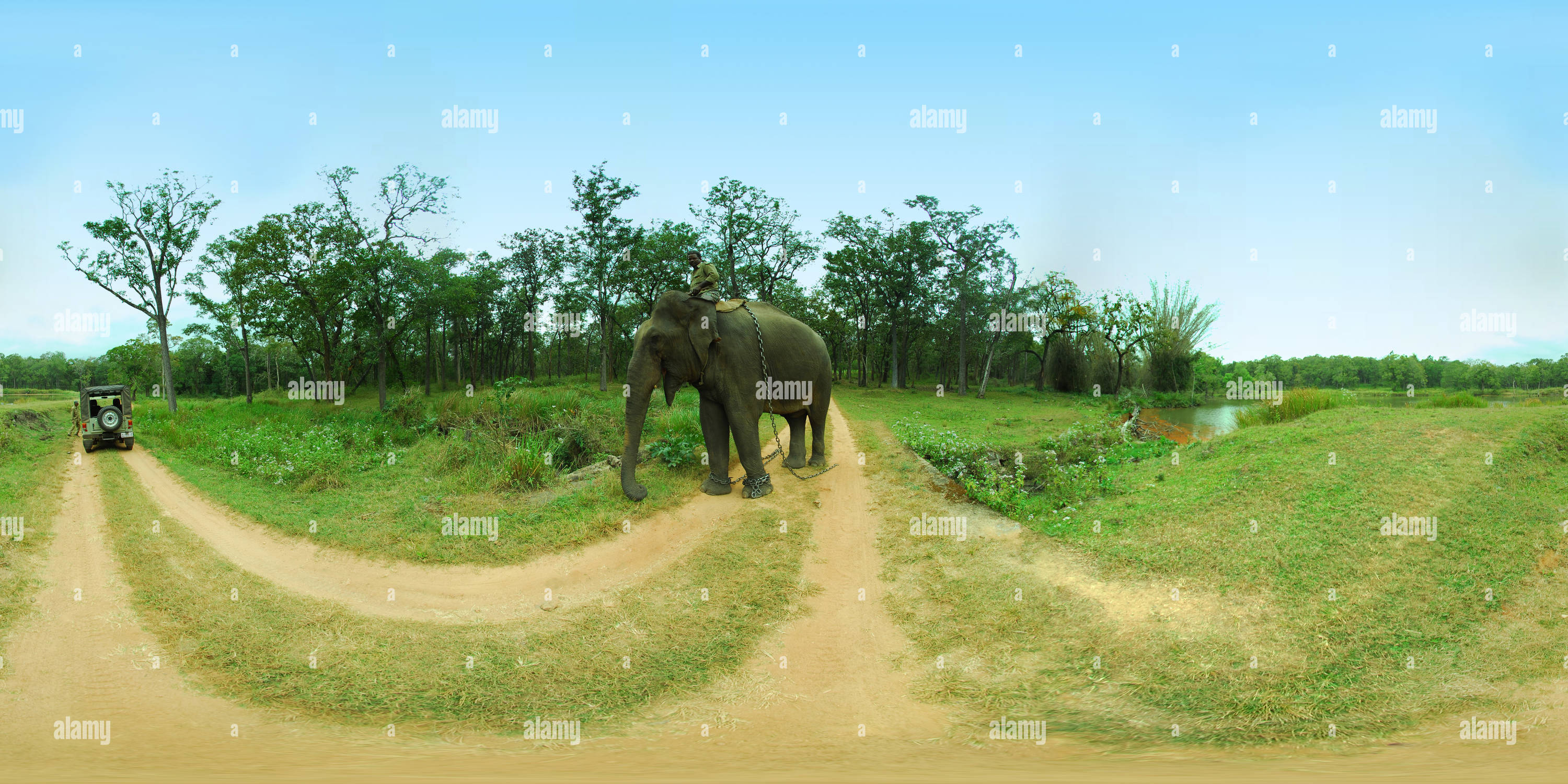 Elephant 360 hi-res stock photography and images - Alamy