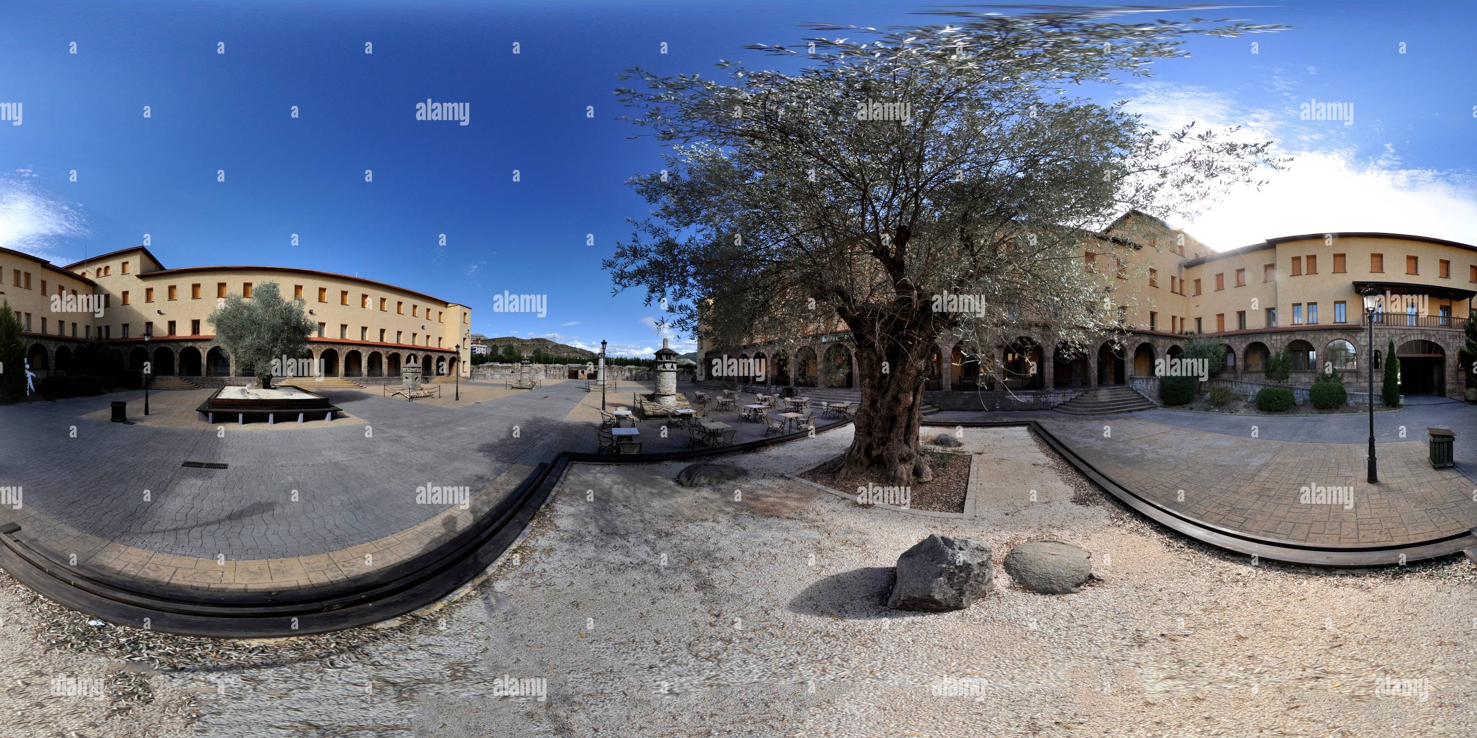 360° view of Ancient Olive Tree - Alamy