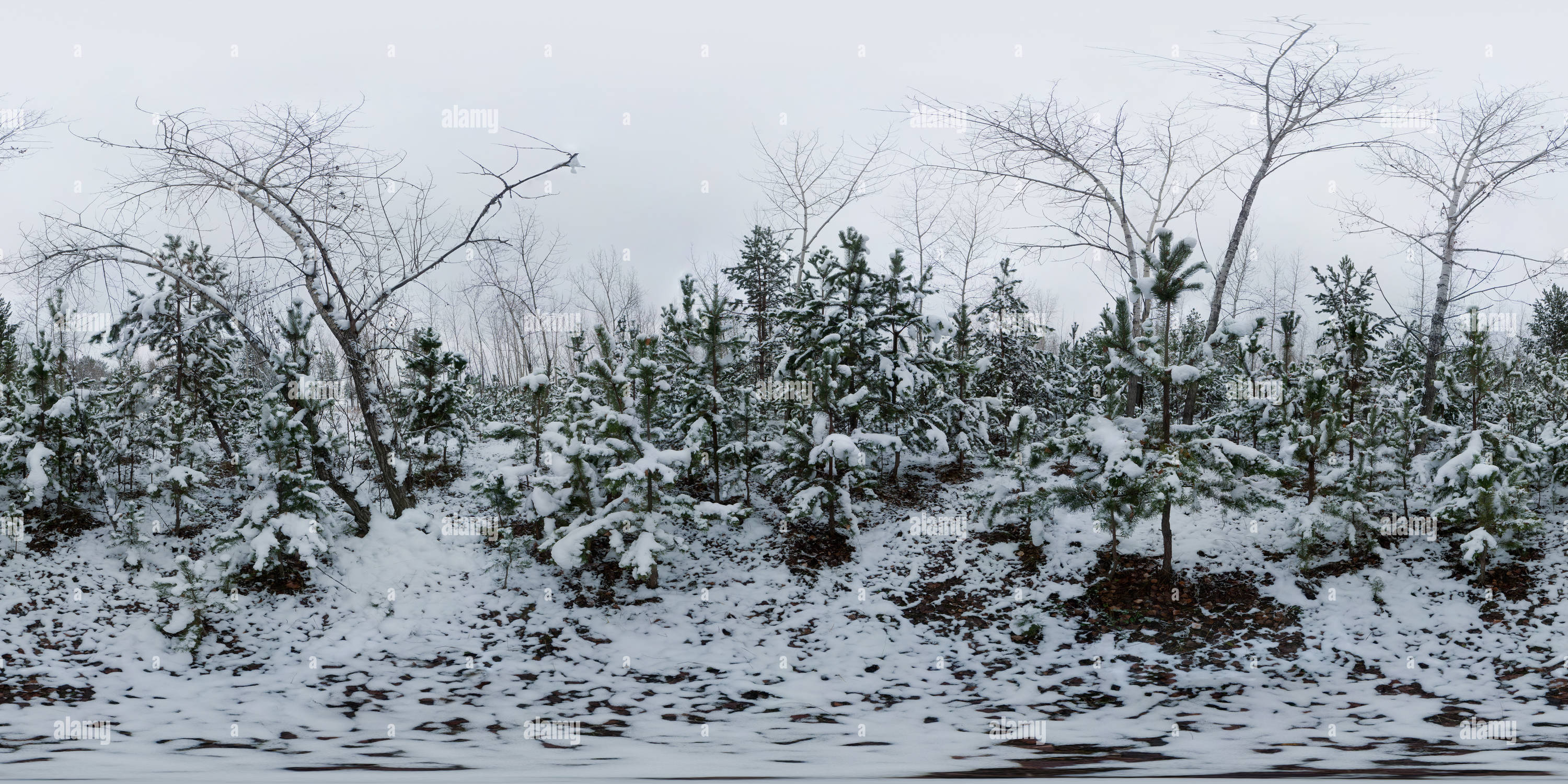 360° view of Tatyshev Island, pine trees in snow - Alamy