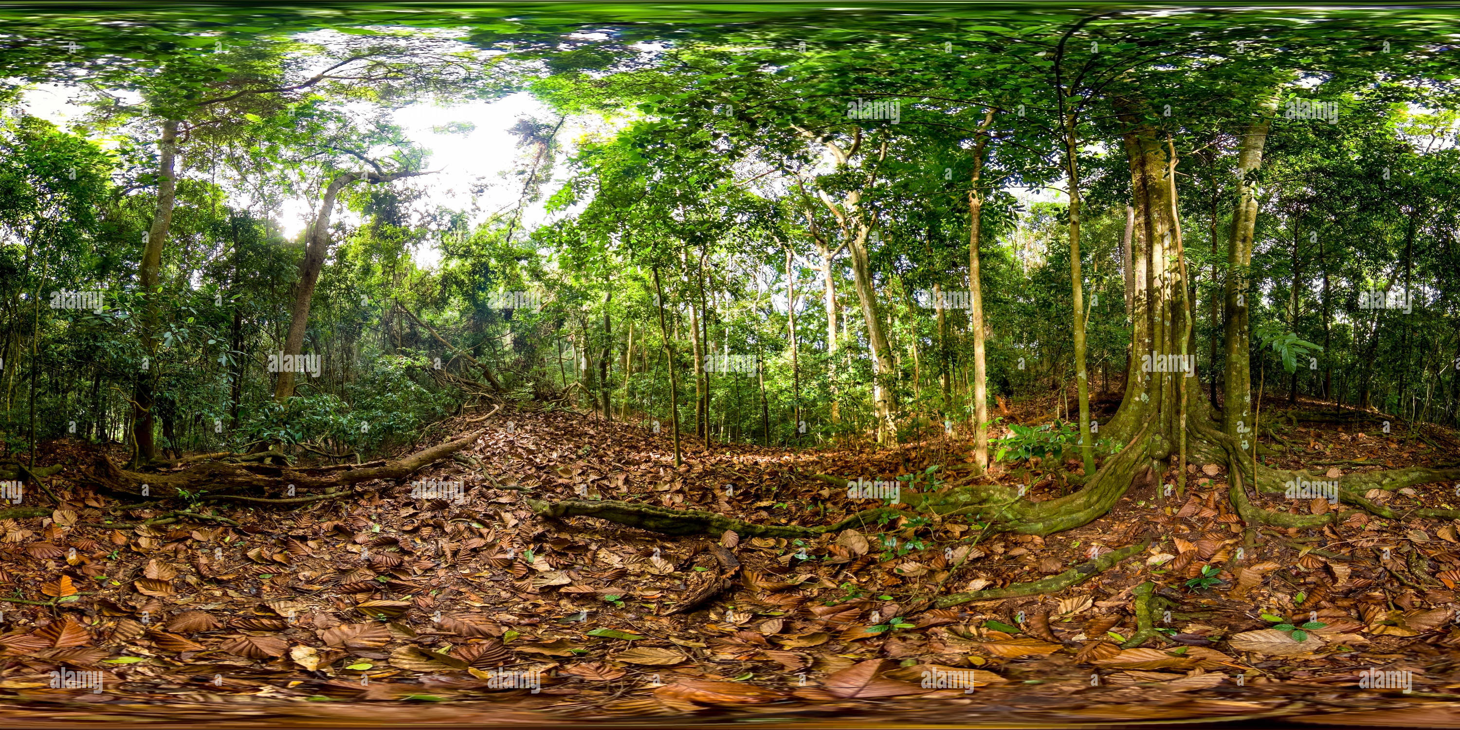 360° view of Rainforest in the Sri Lanka - Alamy