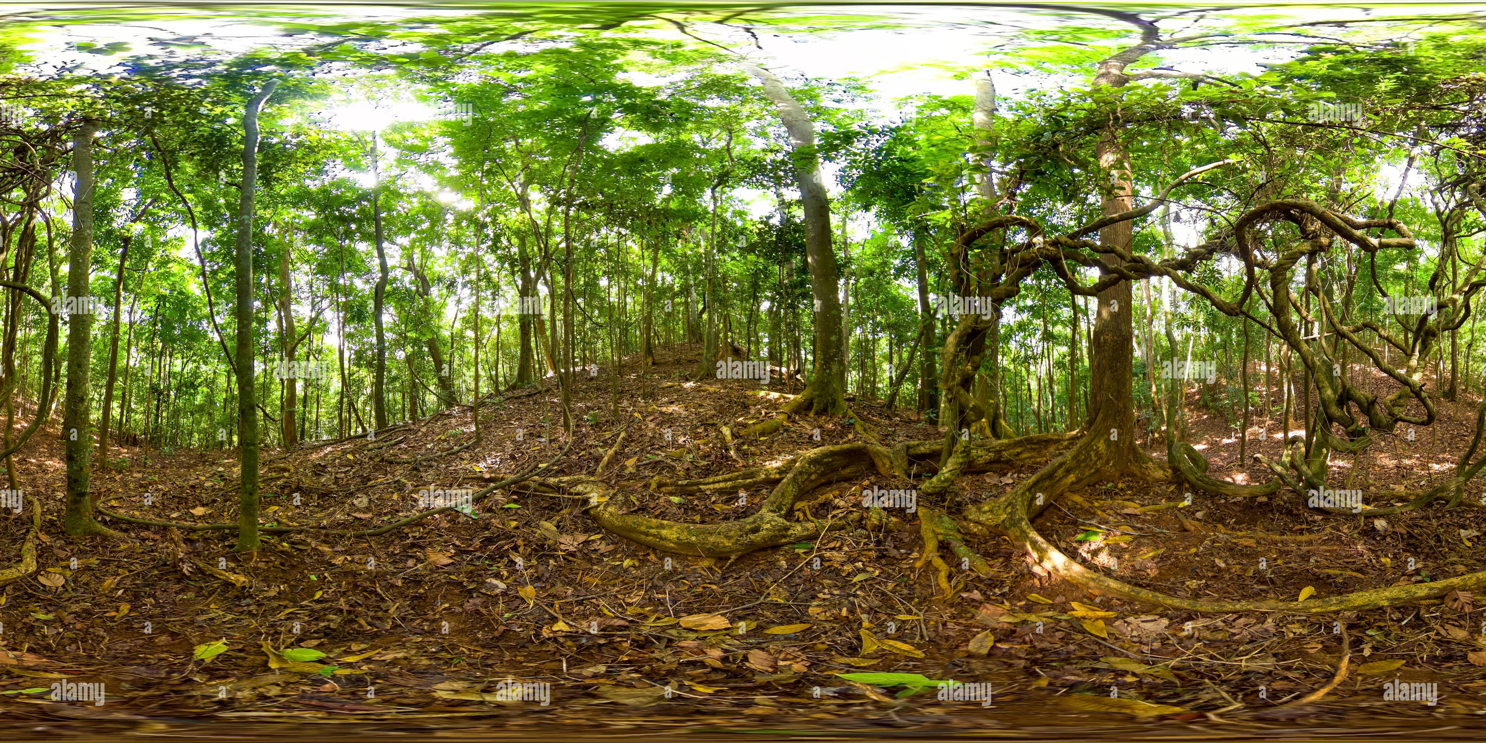 360° view of Rainforest in the Sri Lanka - Alamy