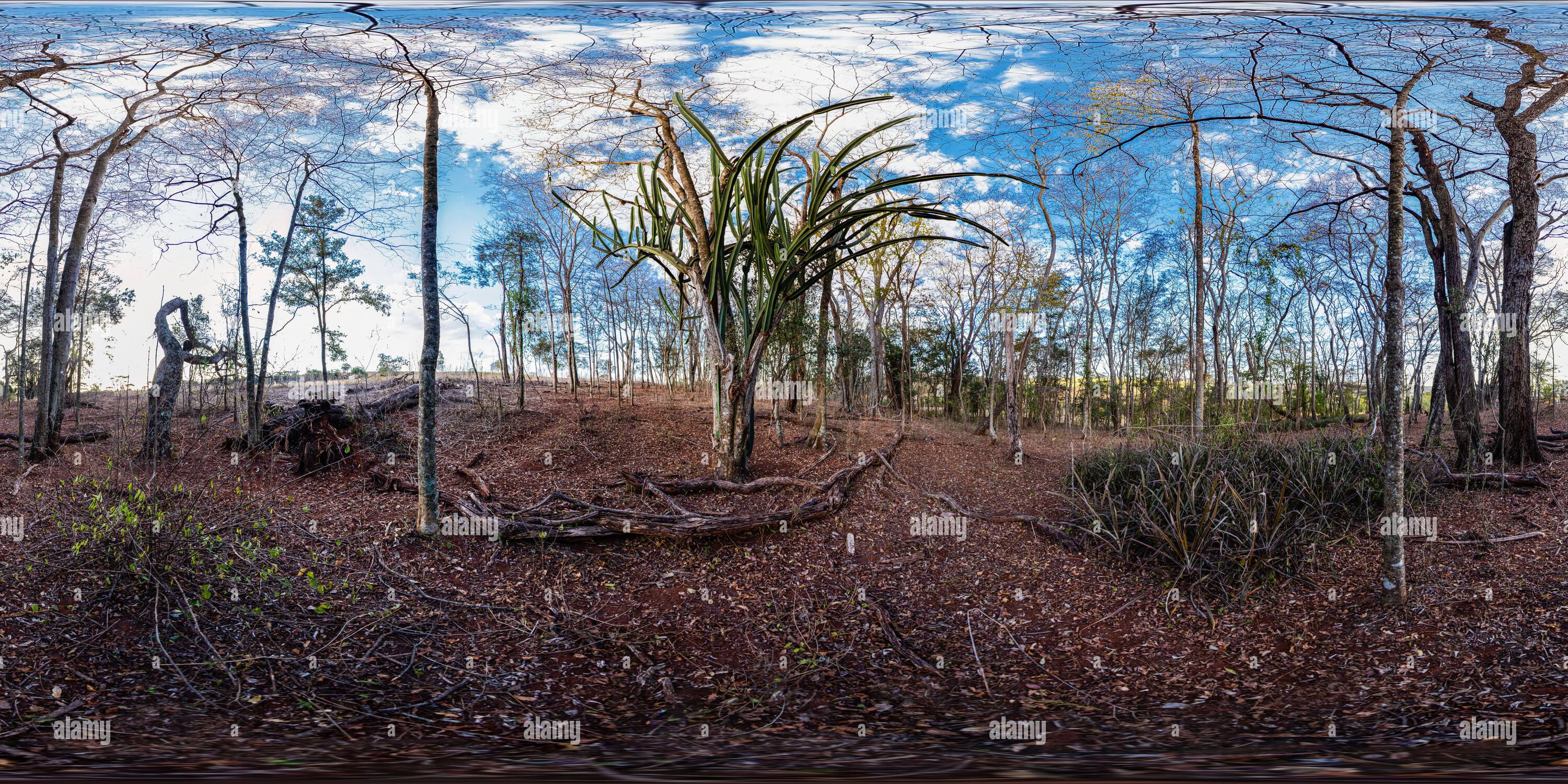360° view of Mandacaru and other trees in a small forest with blue sky ...