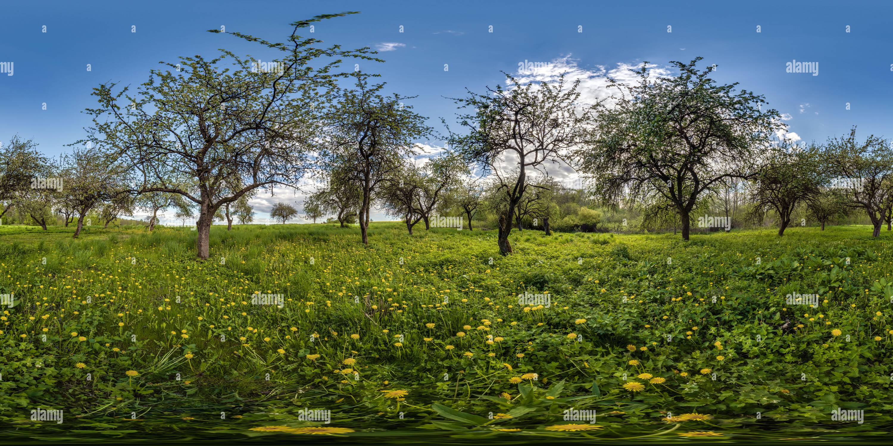 360° view of full seamless spherical hdri 360 panorama view in blooming ...