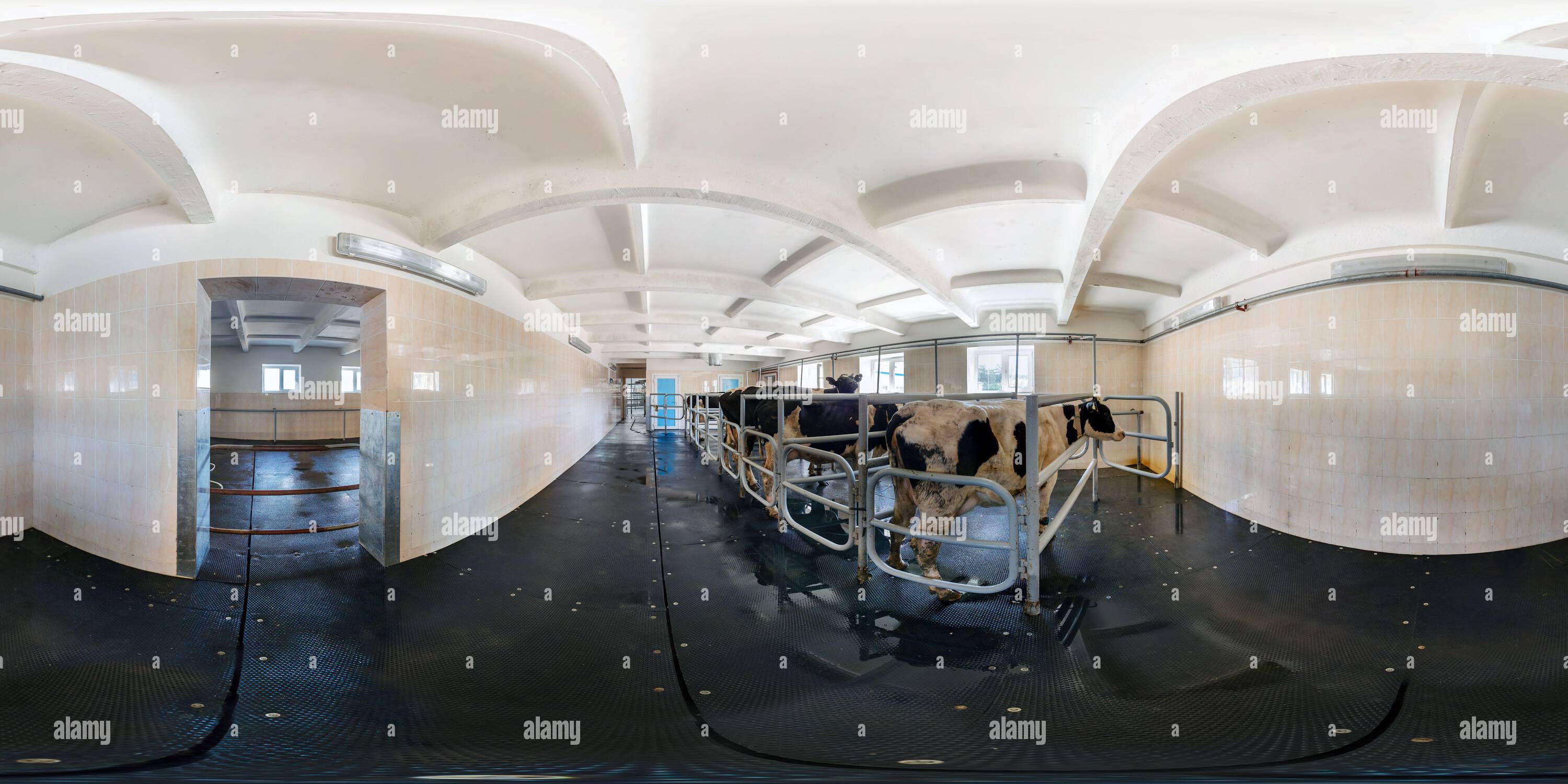 360° view of full seamless 360 panorama inside of interior of cowshed ...