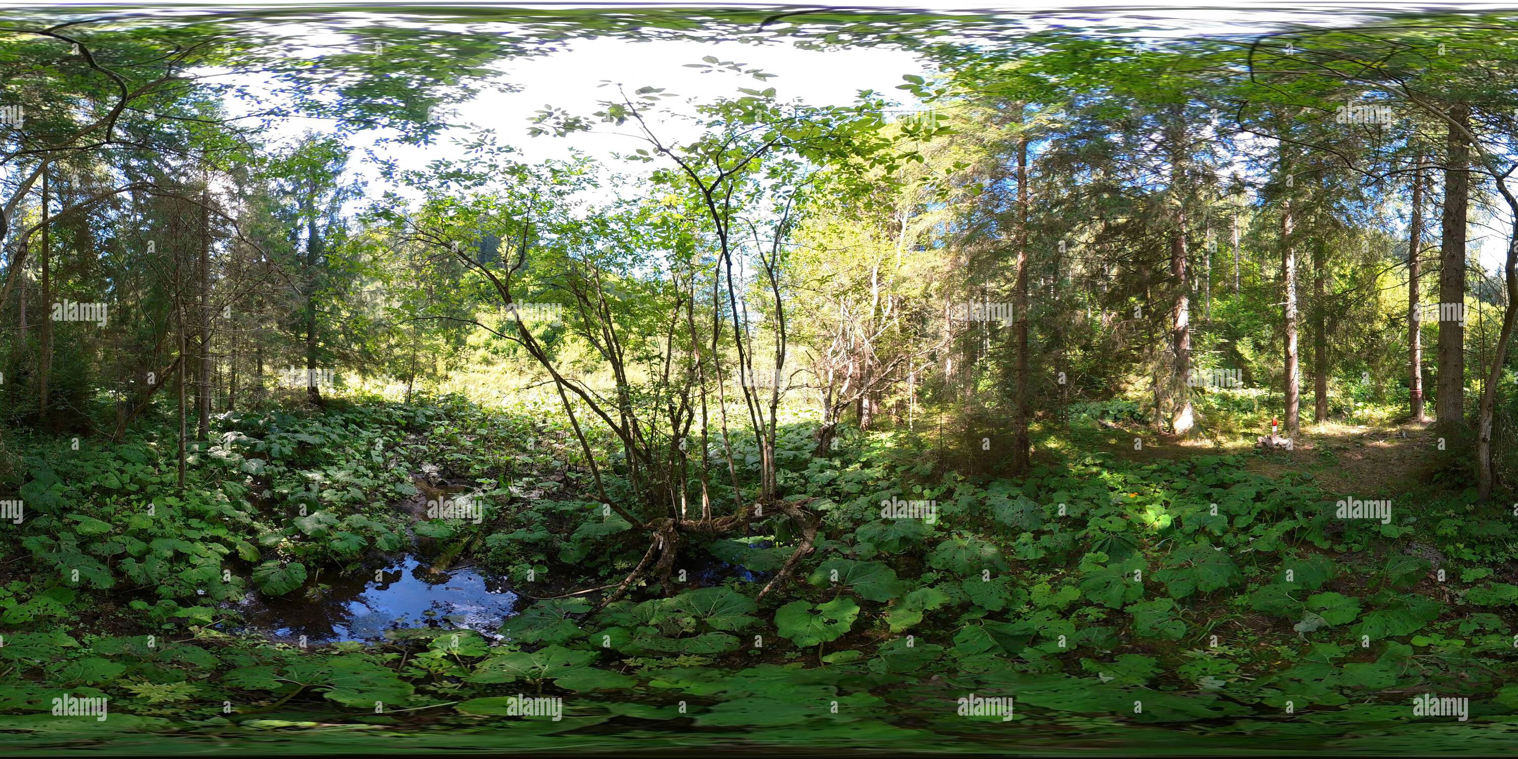 360° view of Get lost in the majestic beauty of Romania's untamed ...