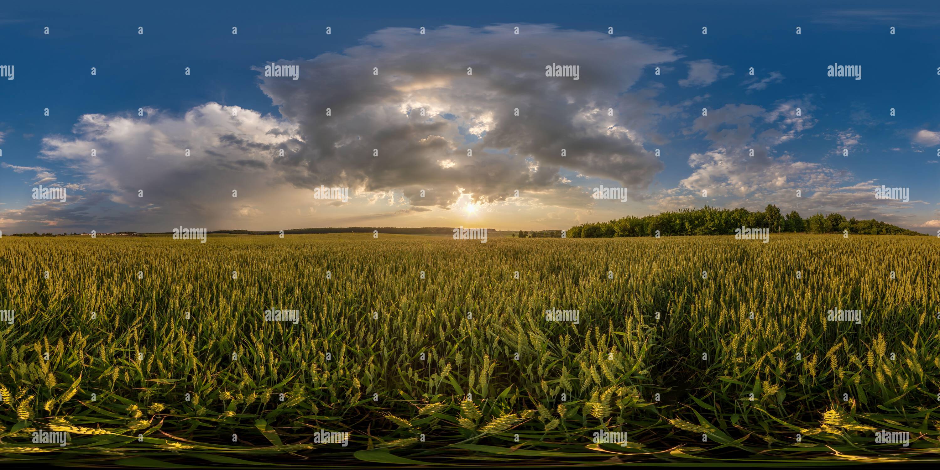 360° view of evening sunset hdri panorama 360 view among farming wheat ...