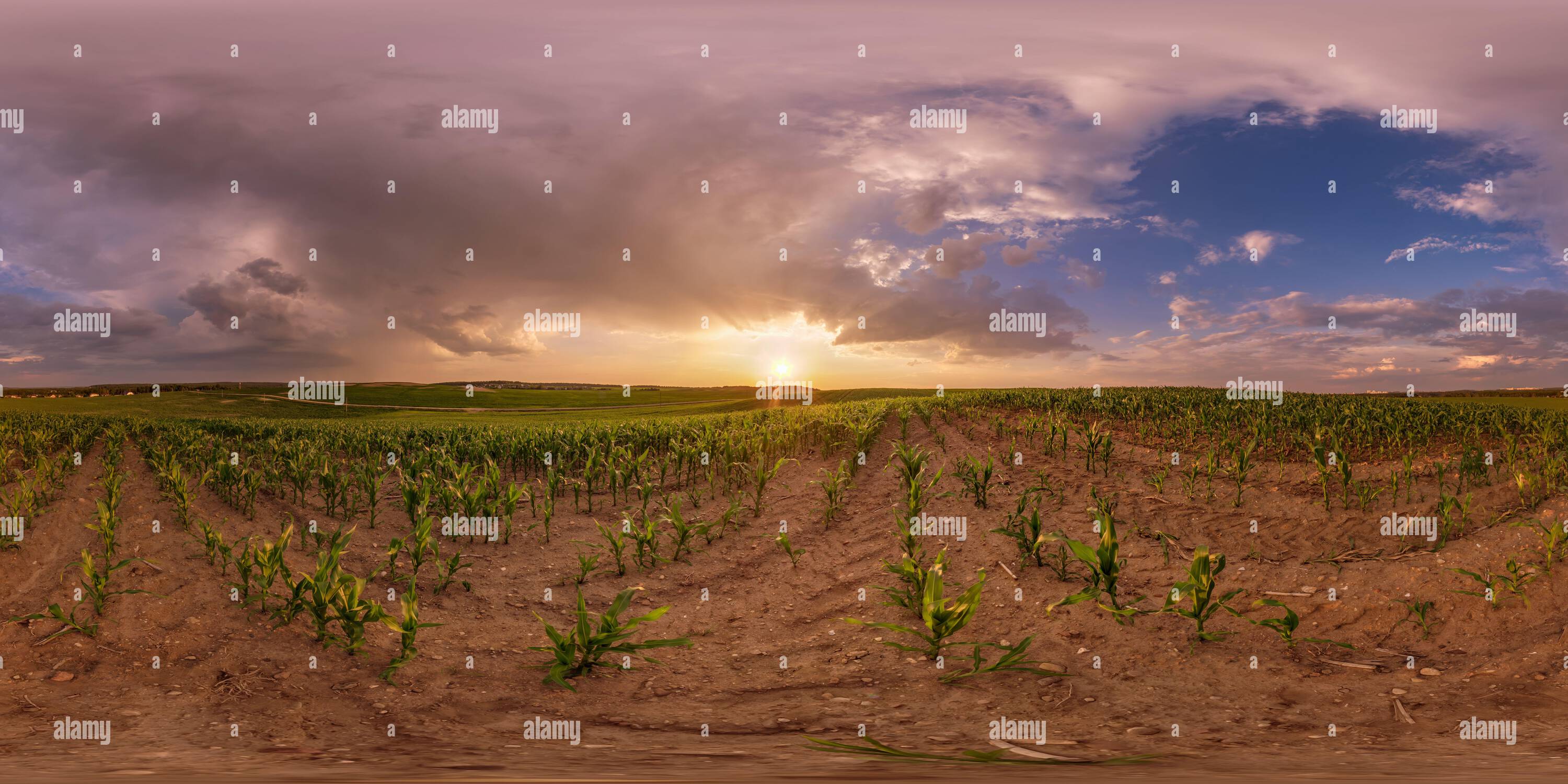 360° view of evening sunset hdri panorama 360 view among farming corn ...